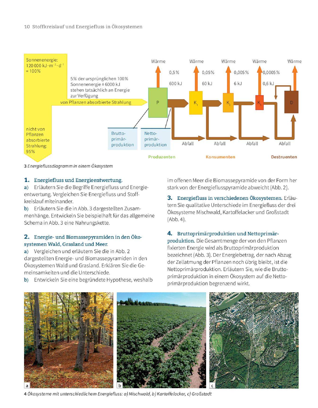 Energieflussdiagram in einem Ökosystem? (Ökologie, energieflussdiagramm)
