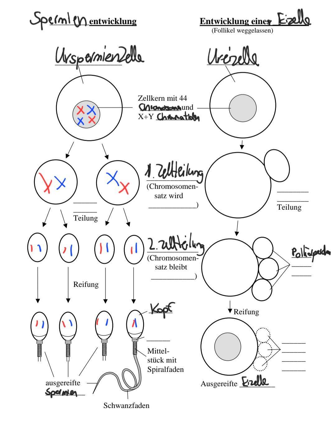 Entwicklung einer Eizelle? (Frauen, Biologie, Sperma)