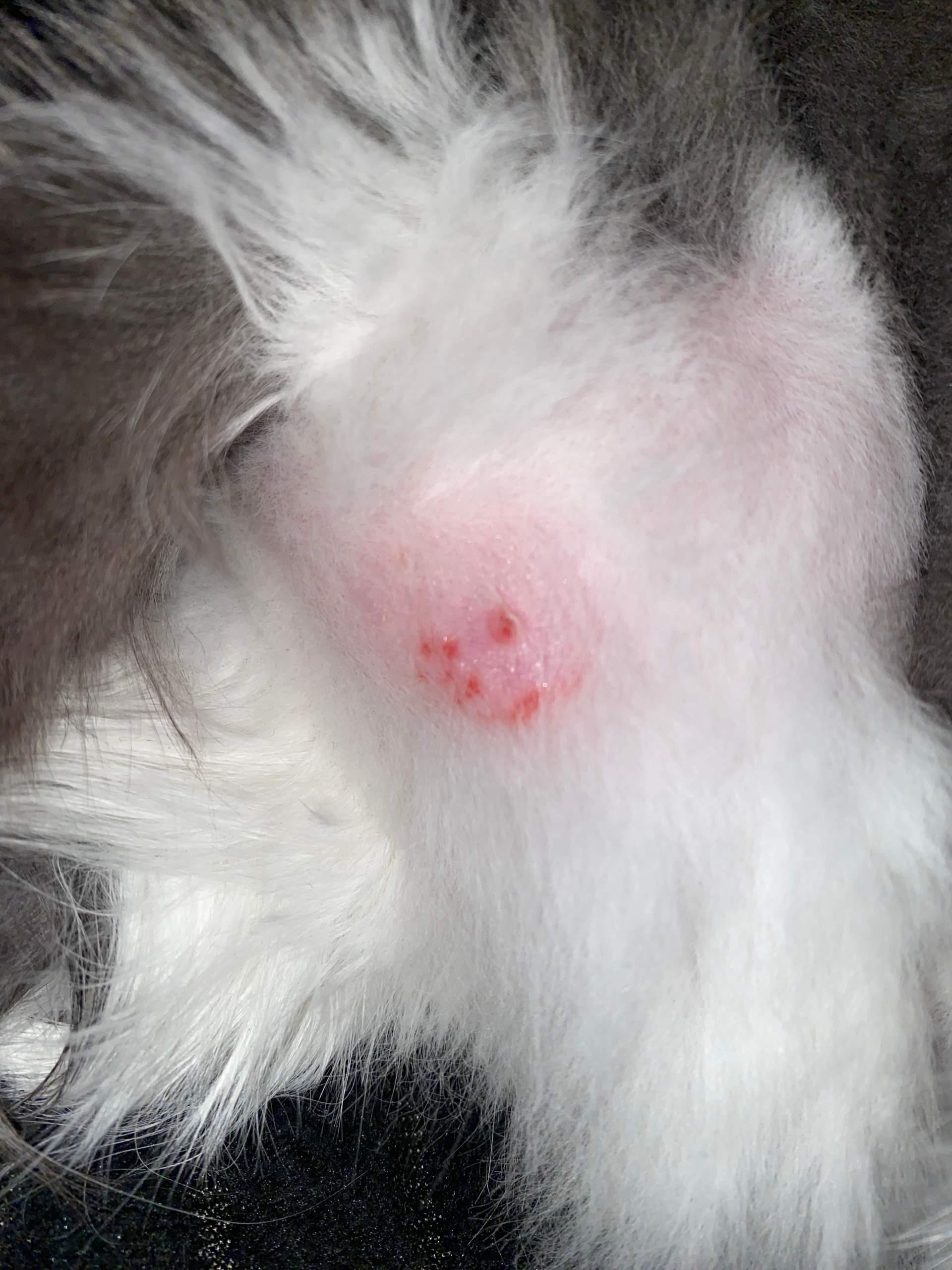 Entzündete Zitze meiner Katze? (Entzündung, Tierarzt, Hauskatze)