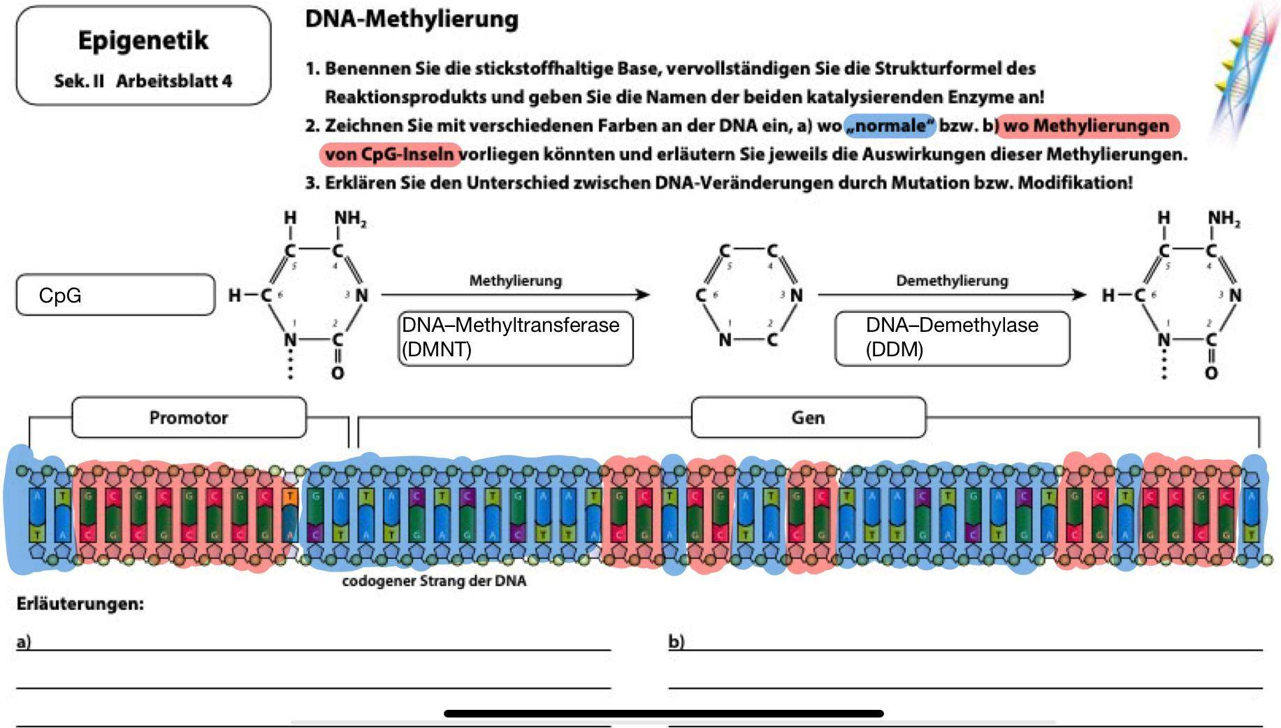 Epigenetik: Kann mir jemand bei Aufgabe 2 helfen? (Biologie, Genetik, Bio)