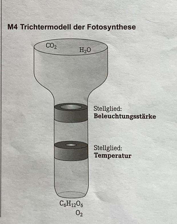 Erkenntnisse Blackmans zur Fotosyntheserate in Bezug auf ein Trichter ...