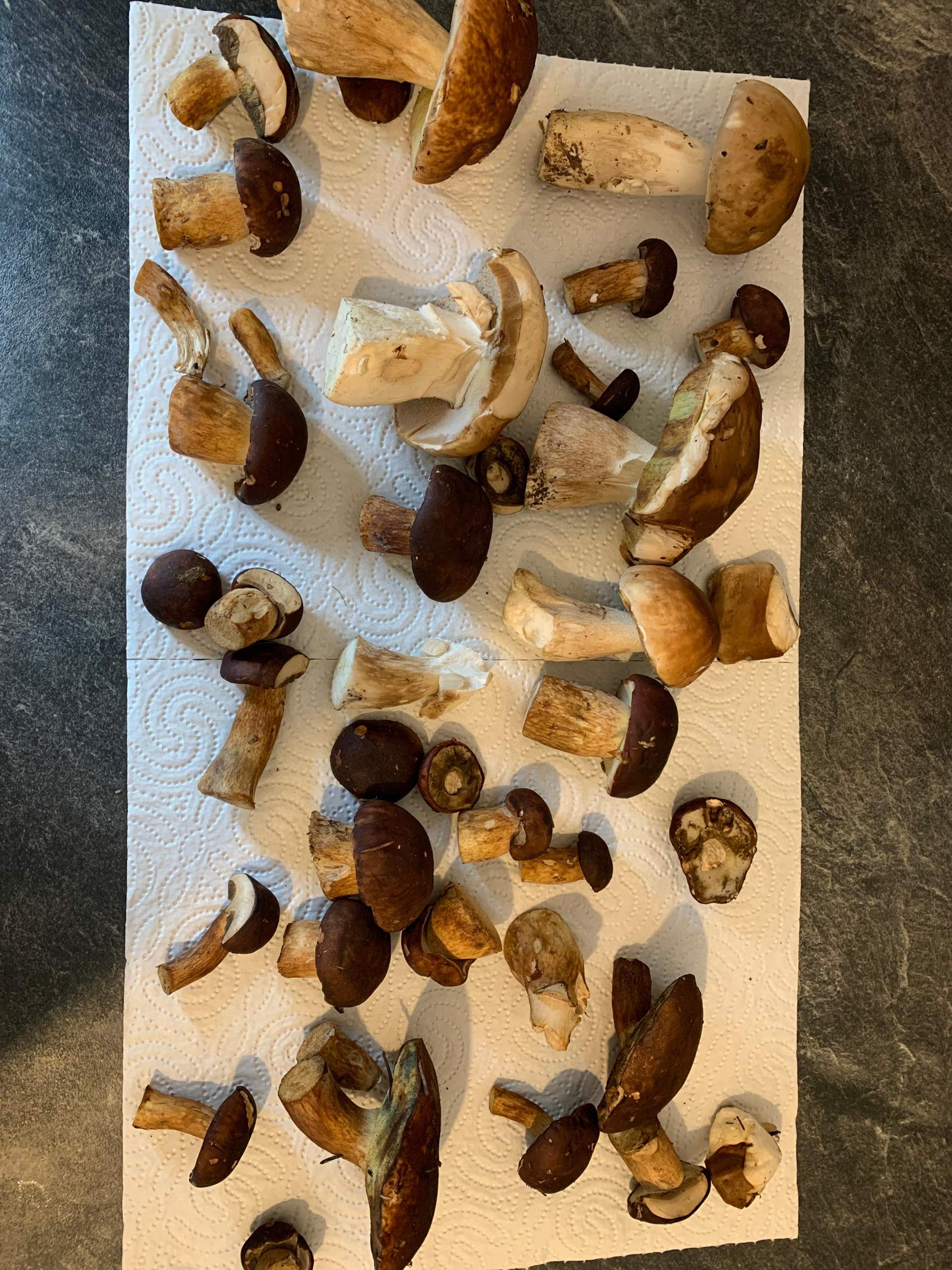 essbare oder nicht essbare Pilze? (giftig, essbar, Pilzbestimmung)