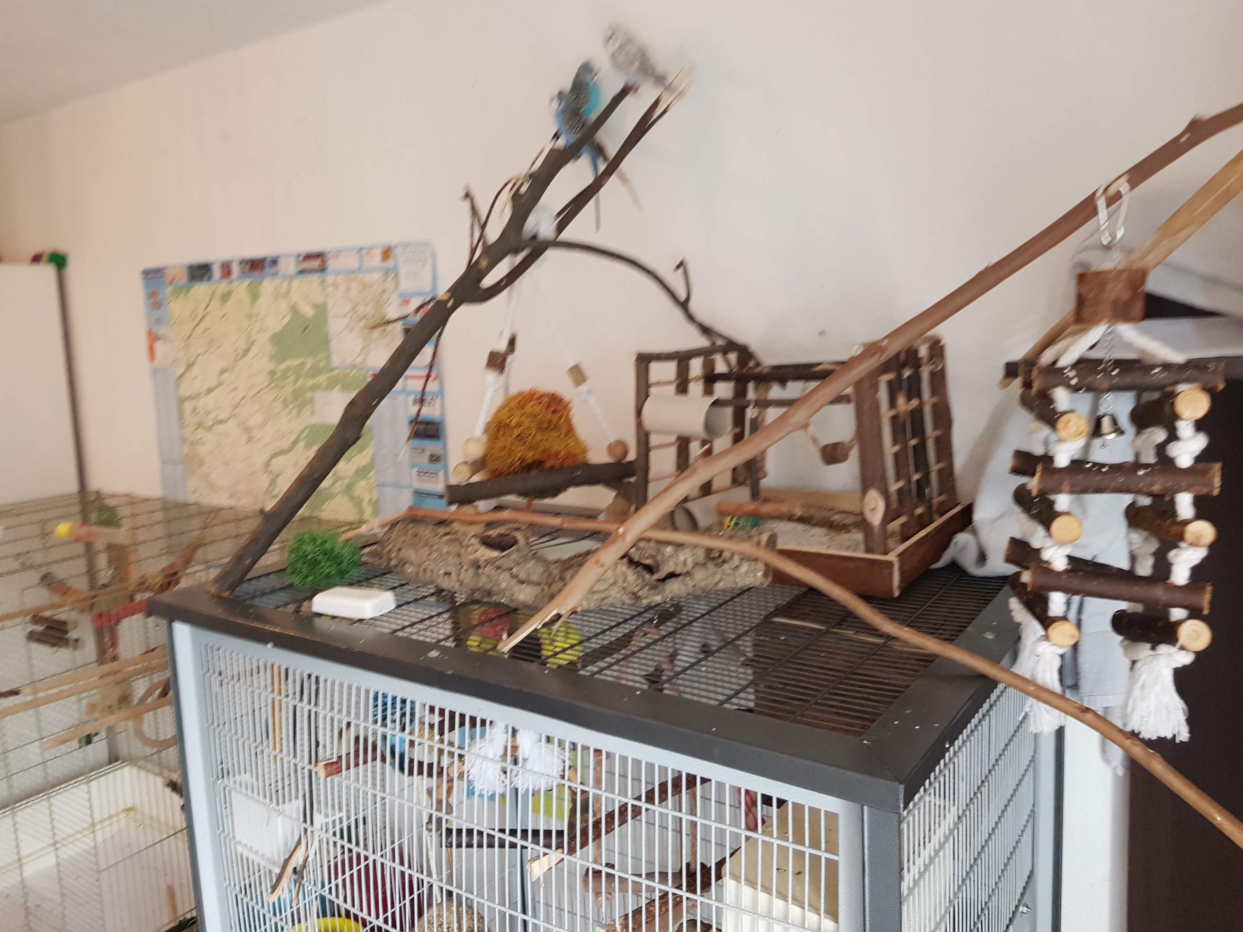 Wunderbar Vogelspielplatz Selber Bauen Bilder