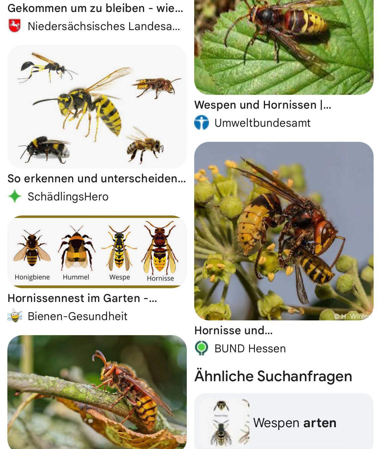 Knnen Wespen Riechen
