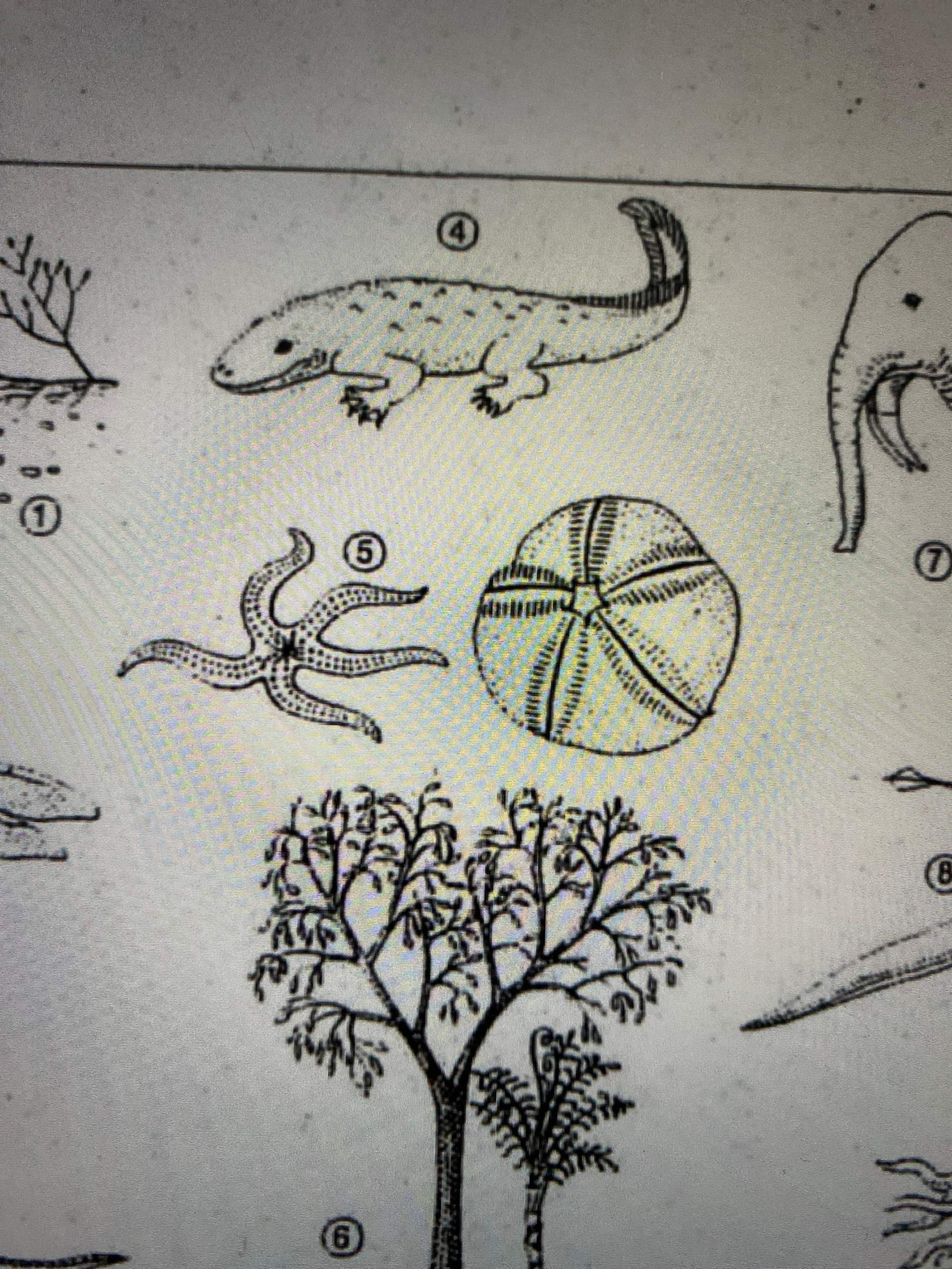 Evolution Welches Tier Ist Das? – FMHF