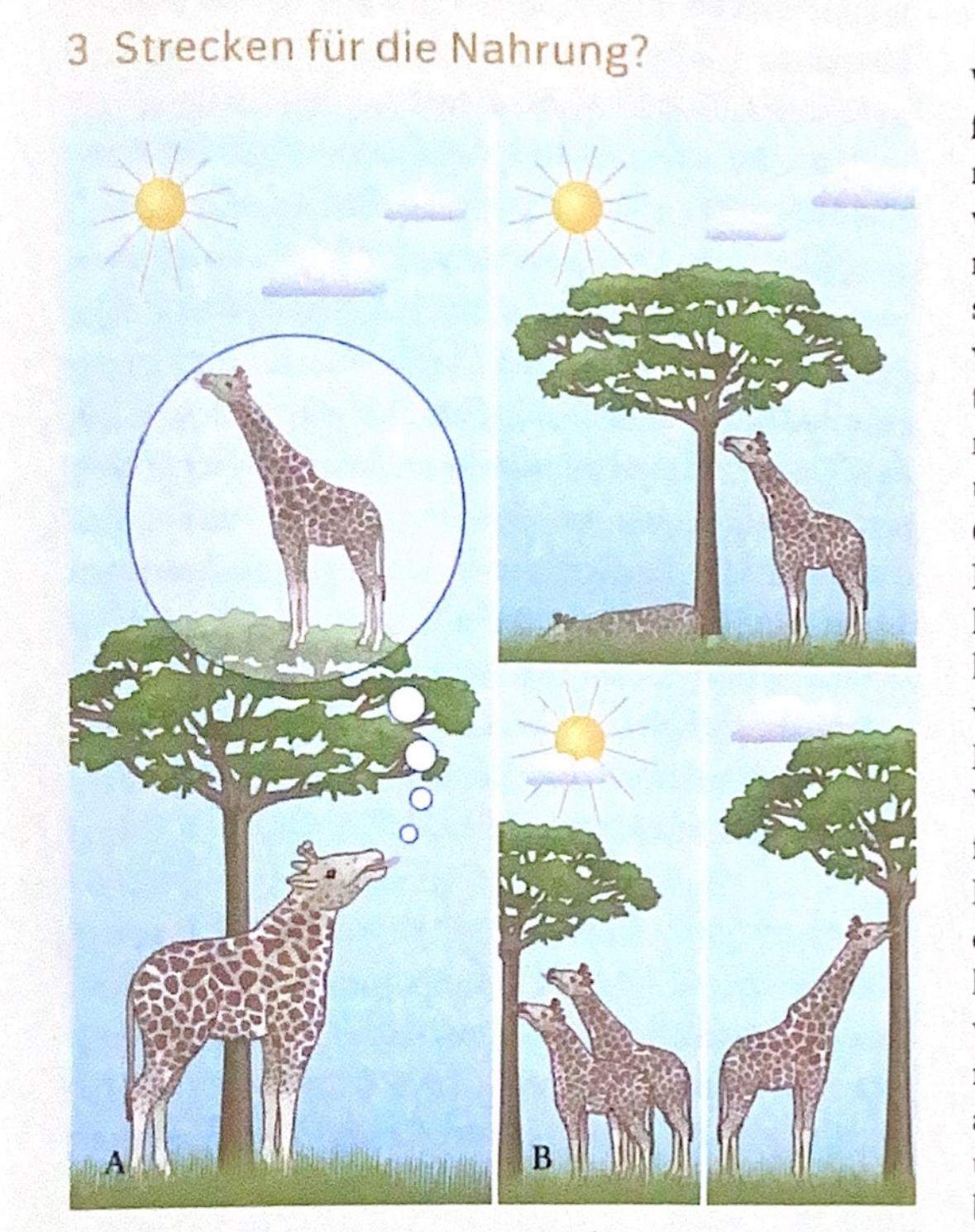 Evolutionstheorie? (Körper, Aussehen, Biologie)