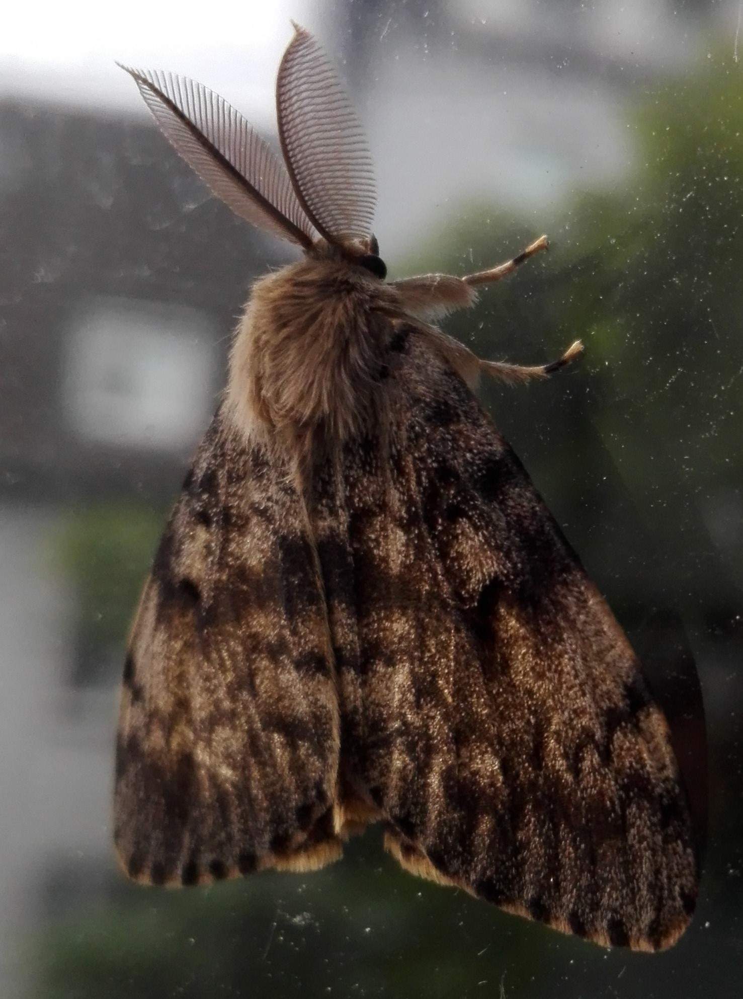 Falter/ Motten Experten hier :)? (Tiere, Sommer, Insekten)