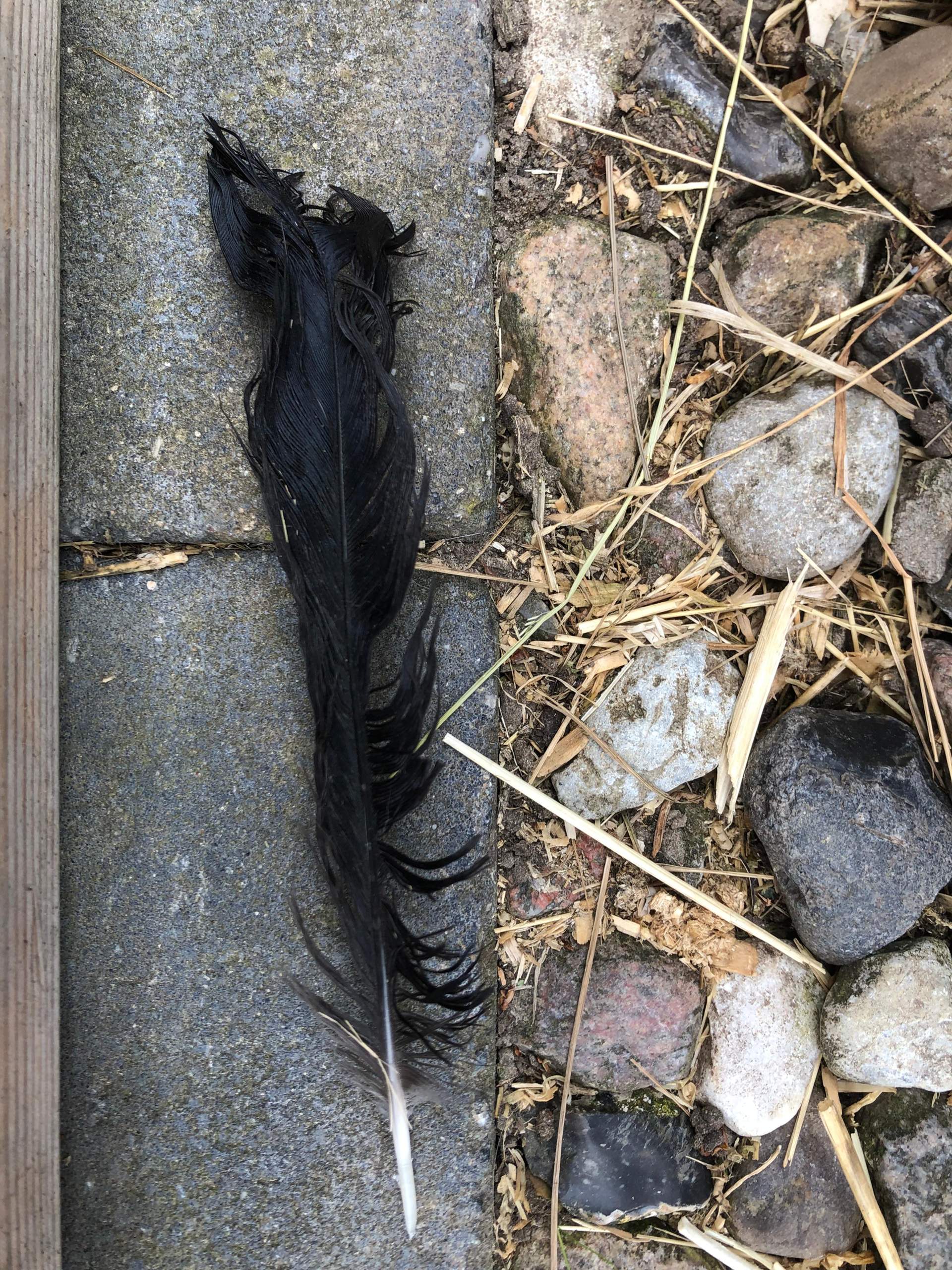 Feder plötzlich im Stall? (Kaninchen)