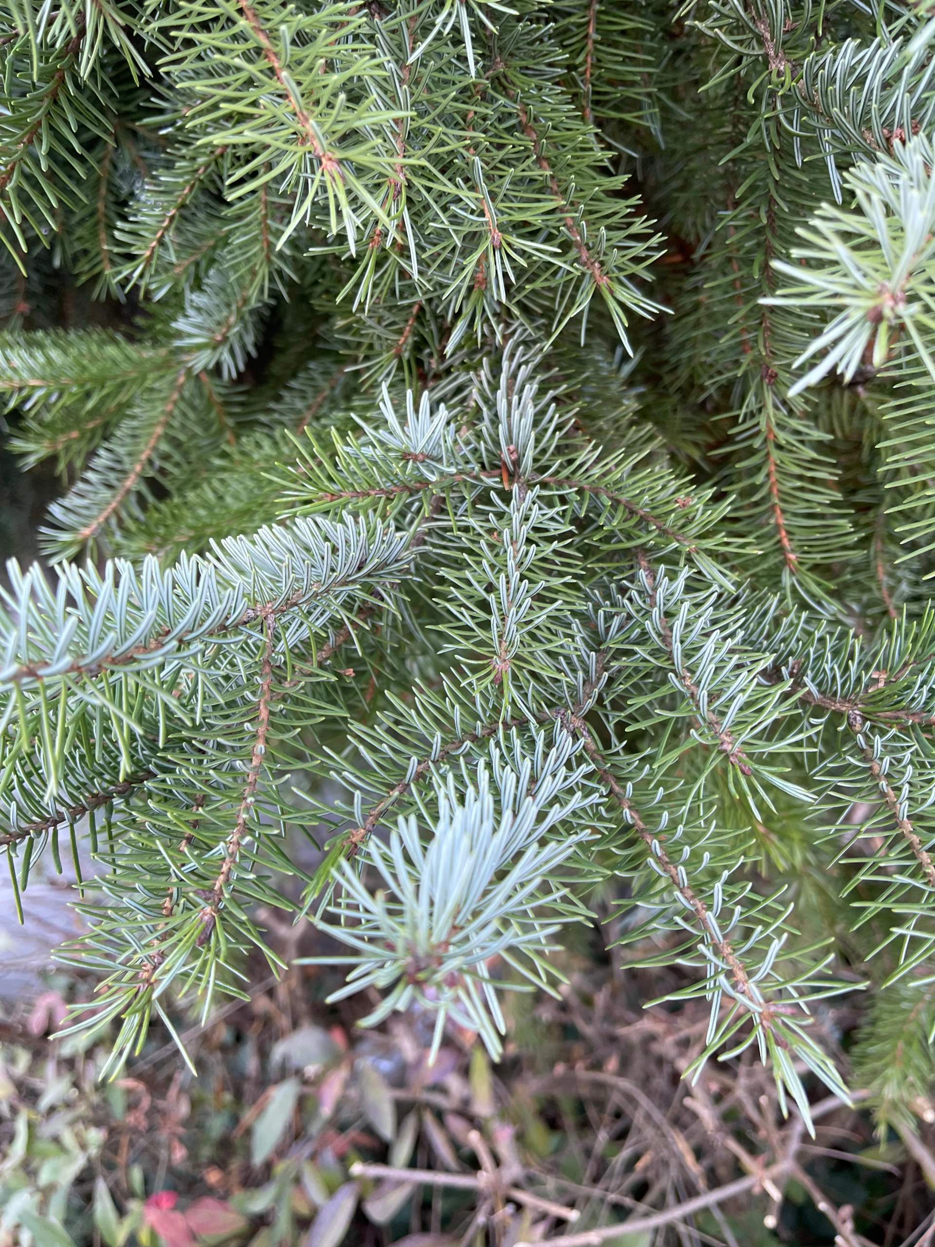 Fichte oder Tanne? (Allgemeinwissen, Baum, Pflanzenpflege)