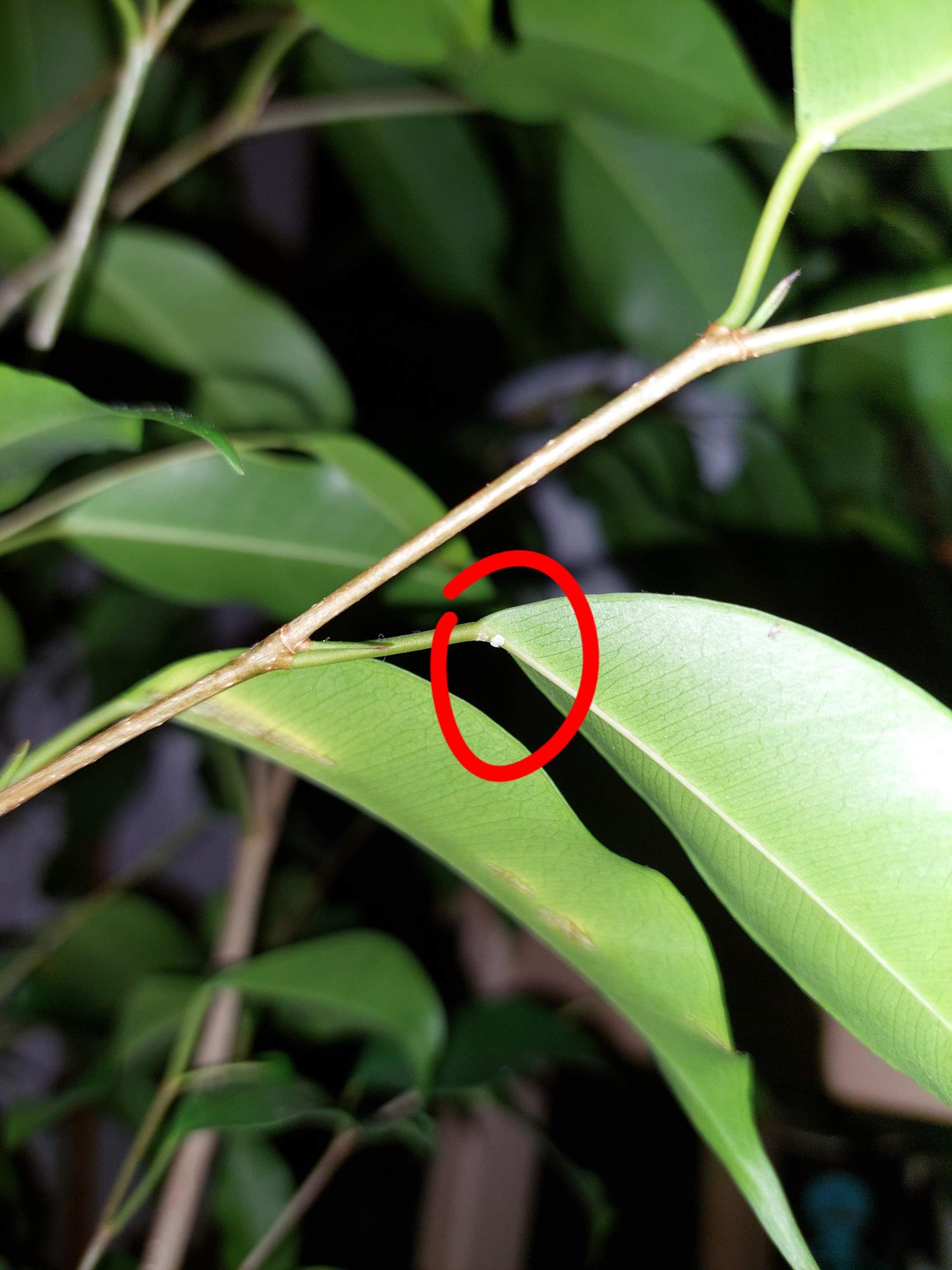 Ficus Exotica hat kleine weiße Punkte unter dem Blatt? (Pflanzen ...