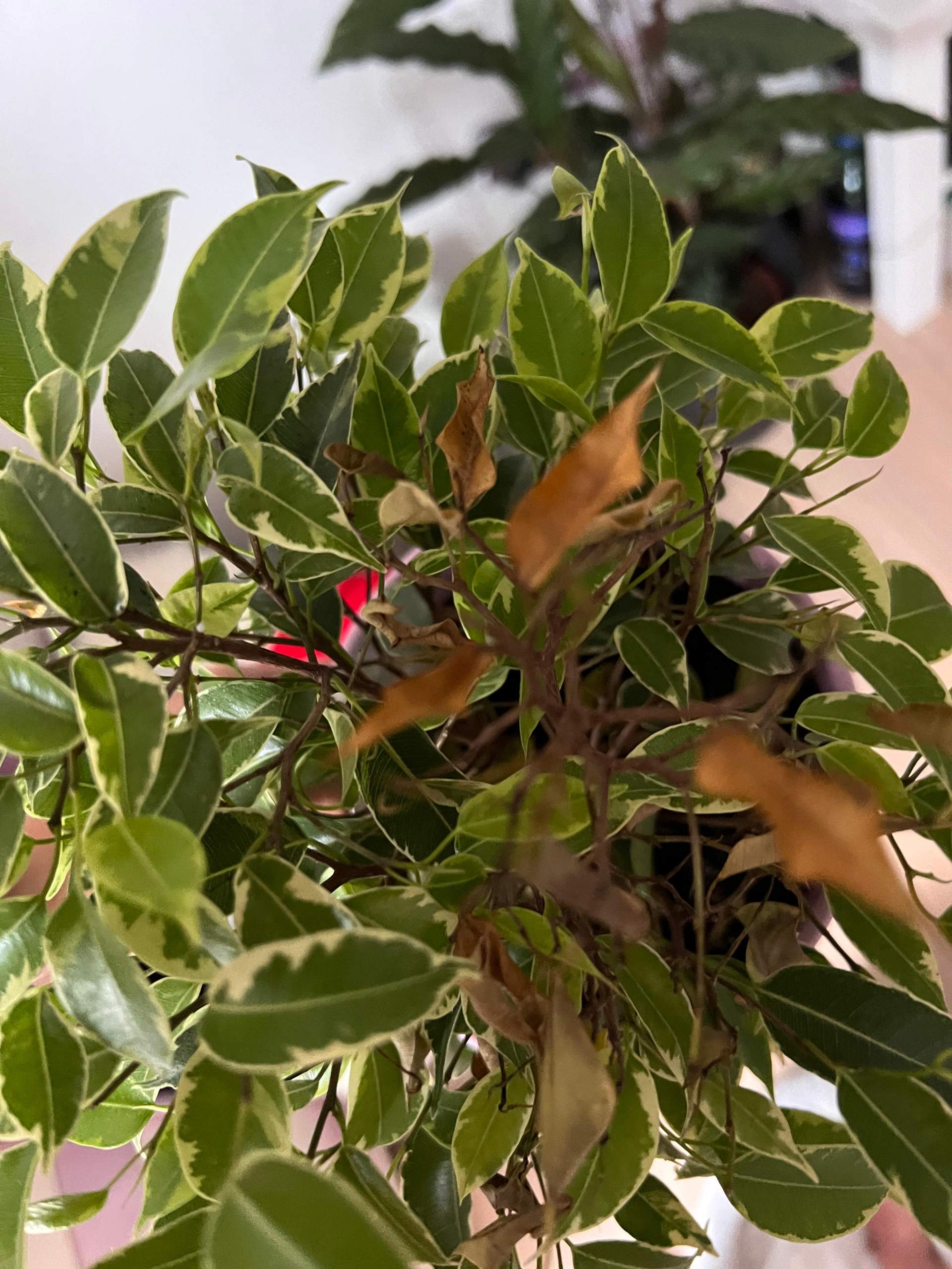 Ficus Verliert Blatter