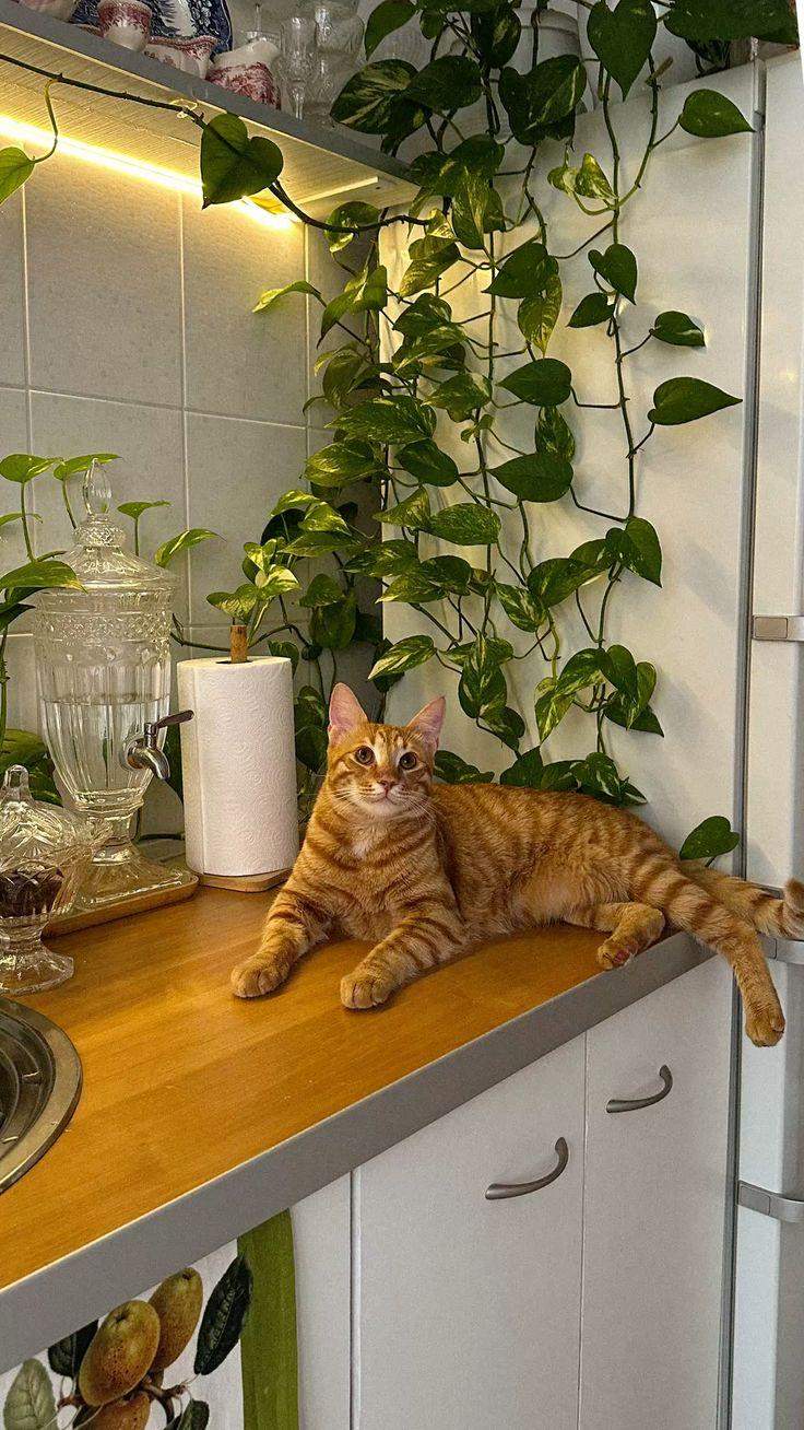 Finden Sie diese Katze süß? (Liebe, Menschen, Kater)