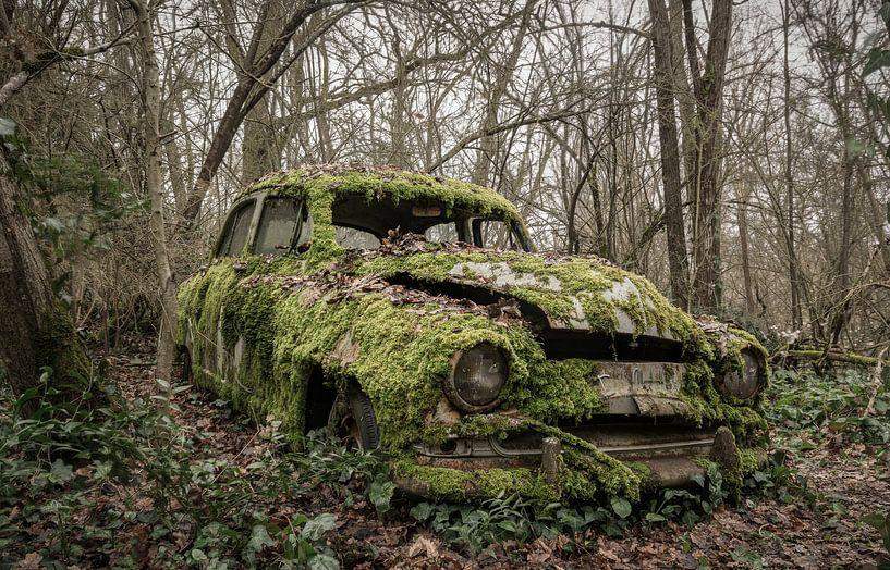 Finden Sie es schön, wenn Autos Teil der Natur werden? (Auto)
