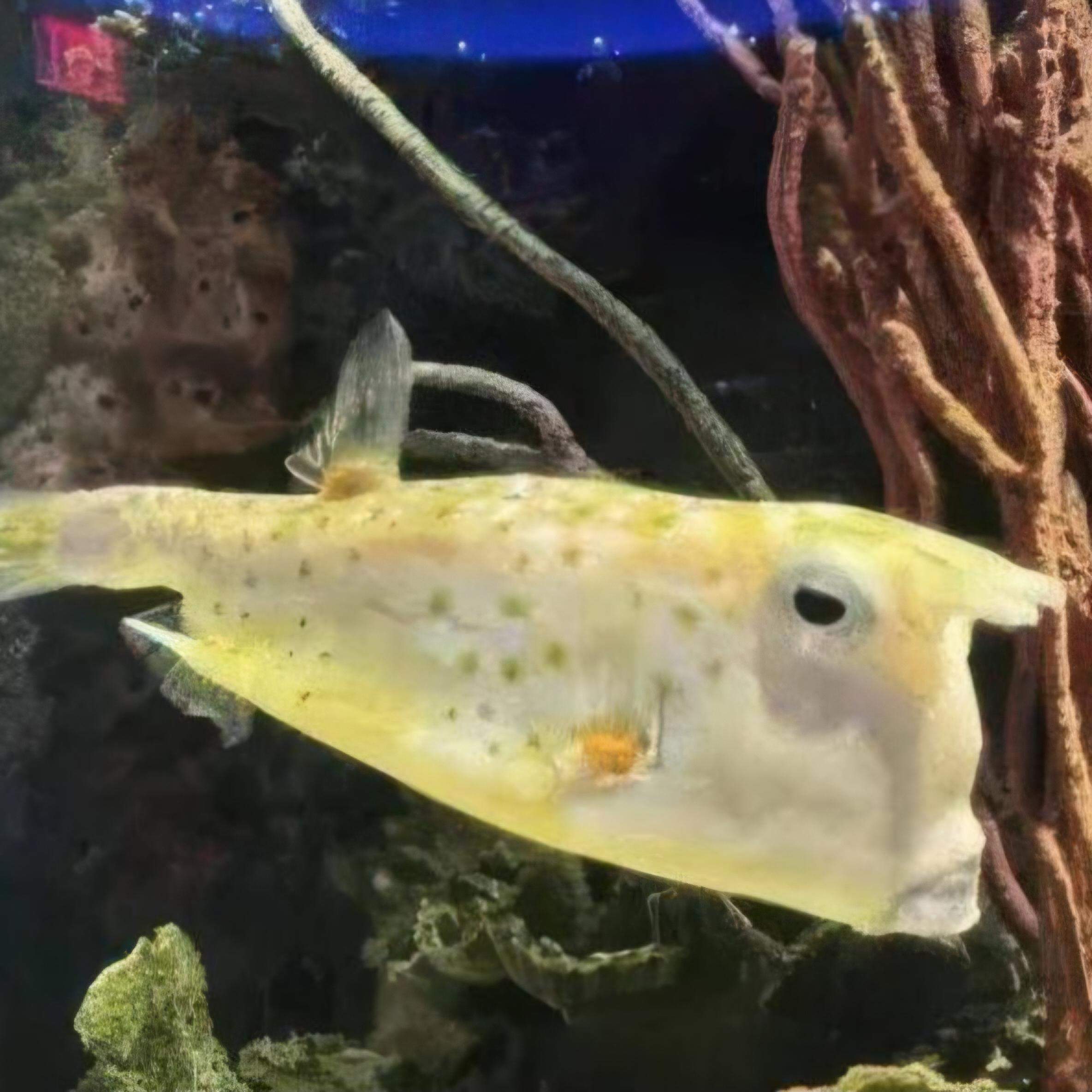 Findest du der Fisch sieht aus wie Donald Trump? (Psychologie, Aussehen ...