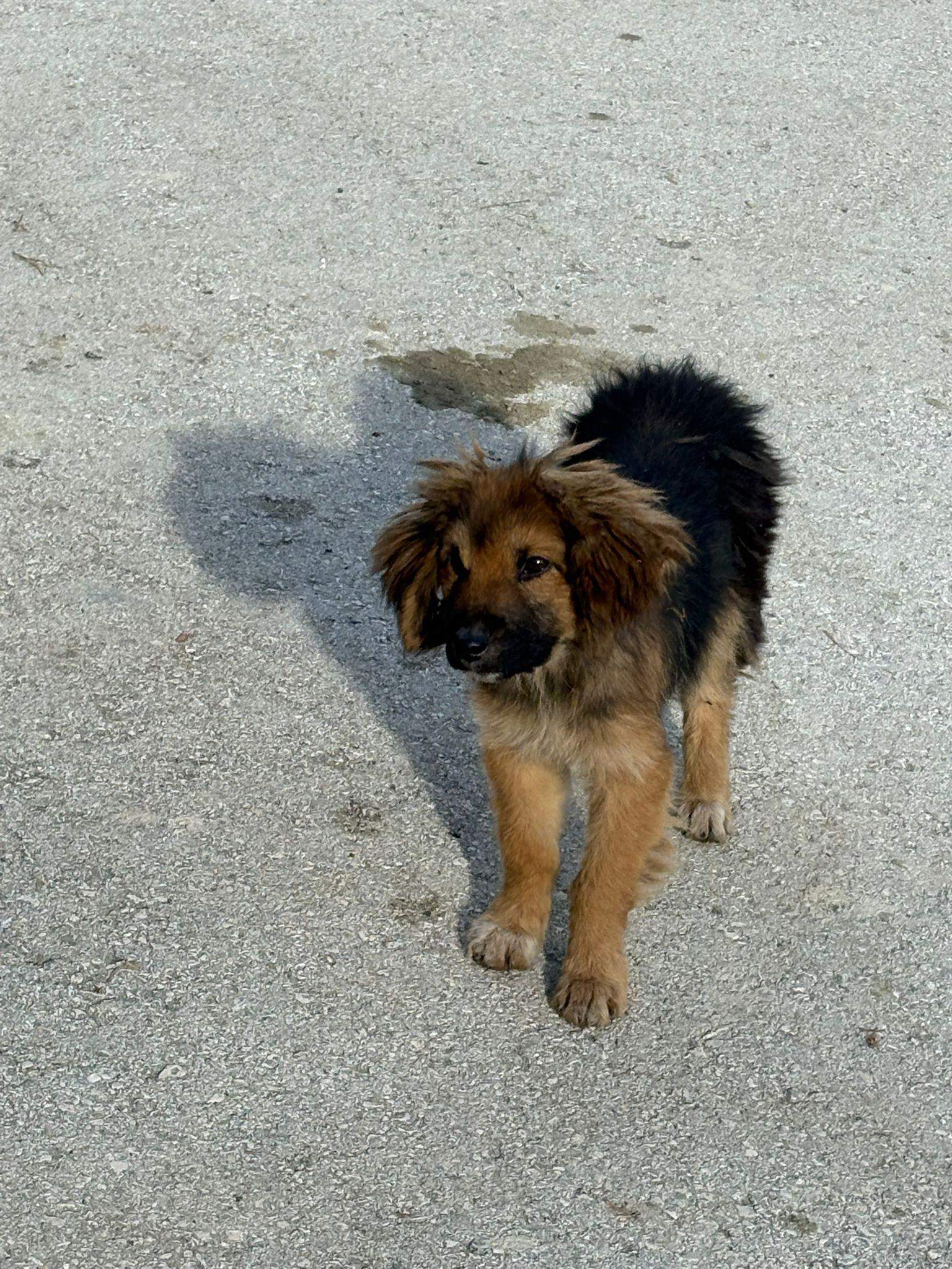 Findest du diese Streunerin süß? (Tiere, Hund, Streuner)