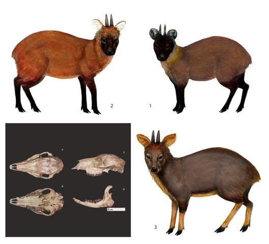 Findest du es interessant, wenn neue Tierarten entdeckt werden? (Freizeit, Menschen)