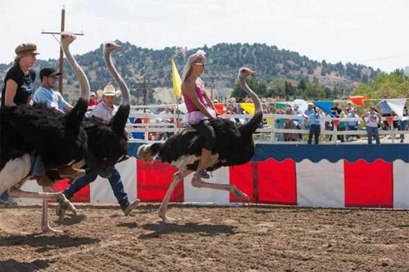 Findest du es ok auf einem Strauß zu reiten? (Psychologie, Menschen, Tiere)
