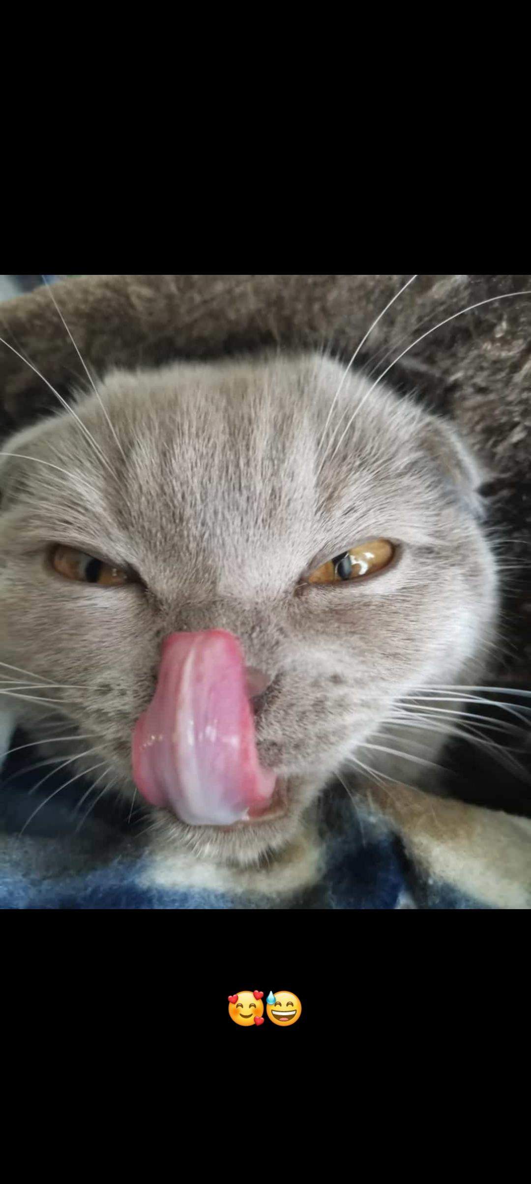 Findet ihr das hier meine Katze süß aussieht? (Tiere, Meinung, Kater)