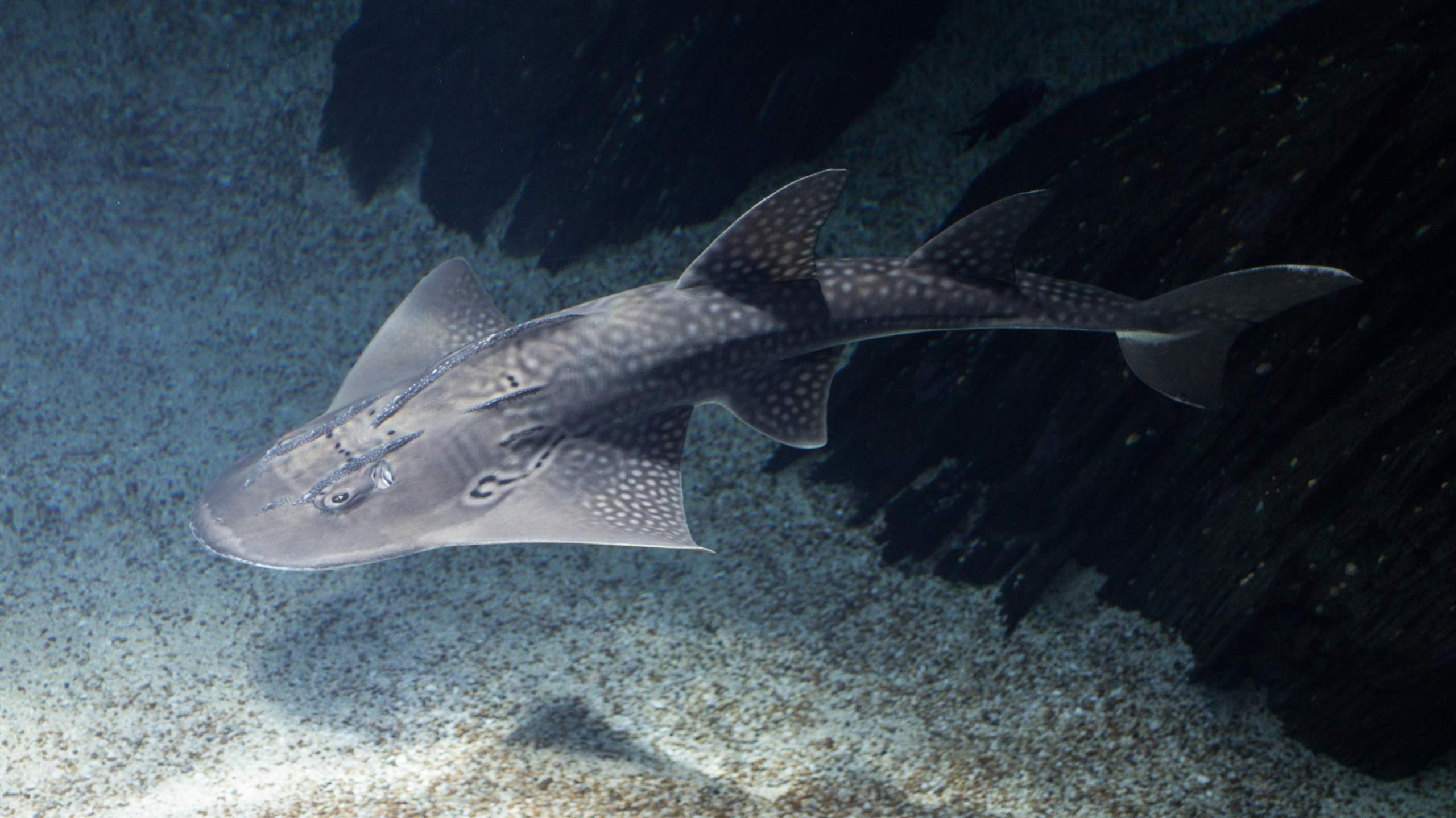 Findet ihr das Teil sieht aus wie eine Mischung aus Hai und Rochen ...
