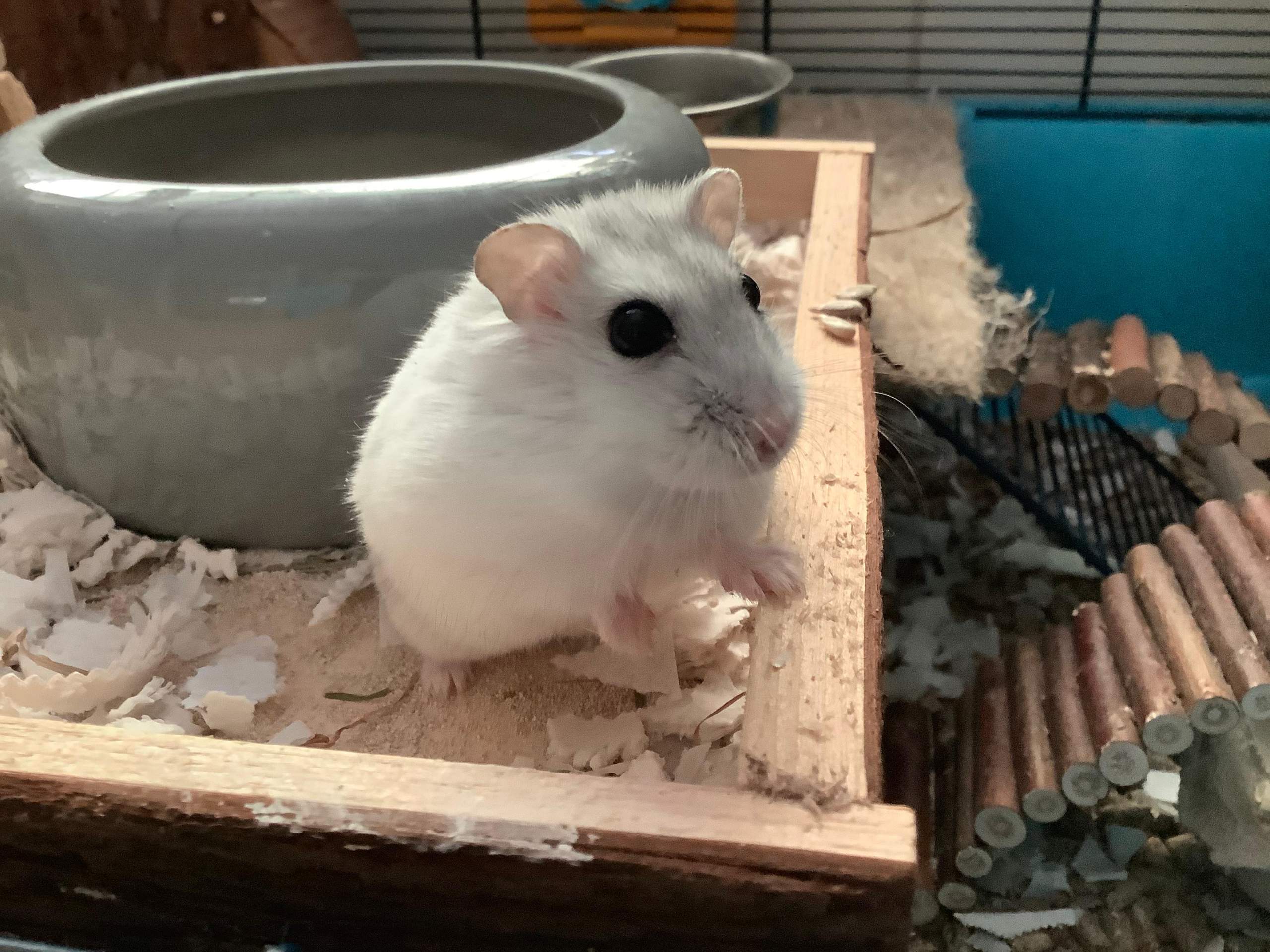 Findet Ihr Dass Mein Hamster Wie Ne Maus Aussieht Computer Haustiere findet-ihr-dass-mein-hamster-wie-ne-maus-aussieht-computer-haustiere