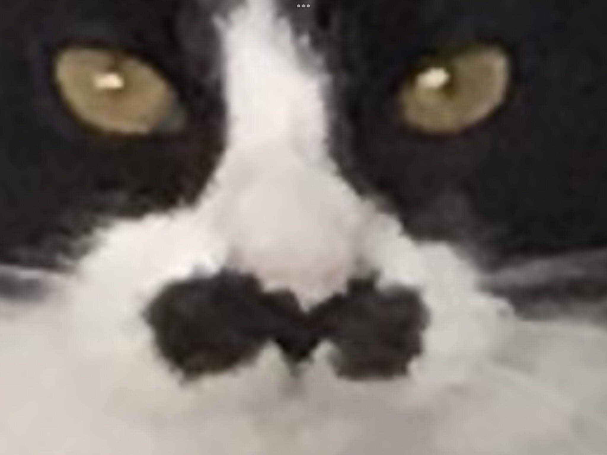 Findet ihr den bart meiner Katze lustig? (Adolf Hitler, cat)