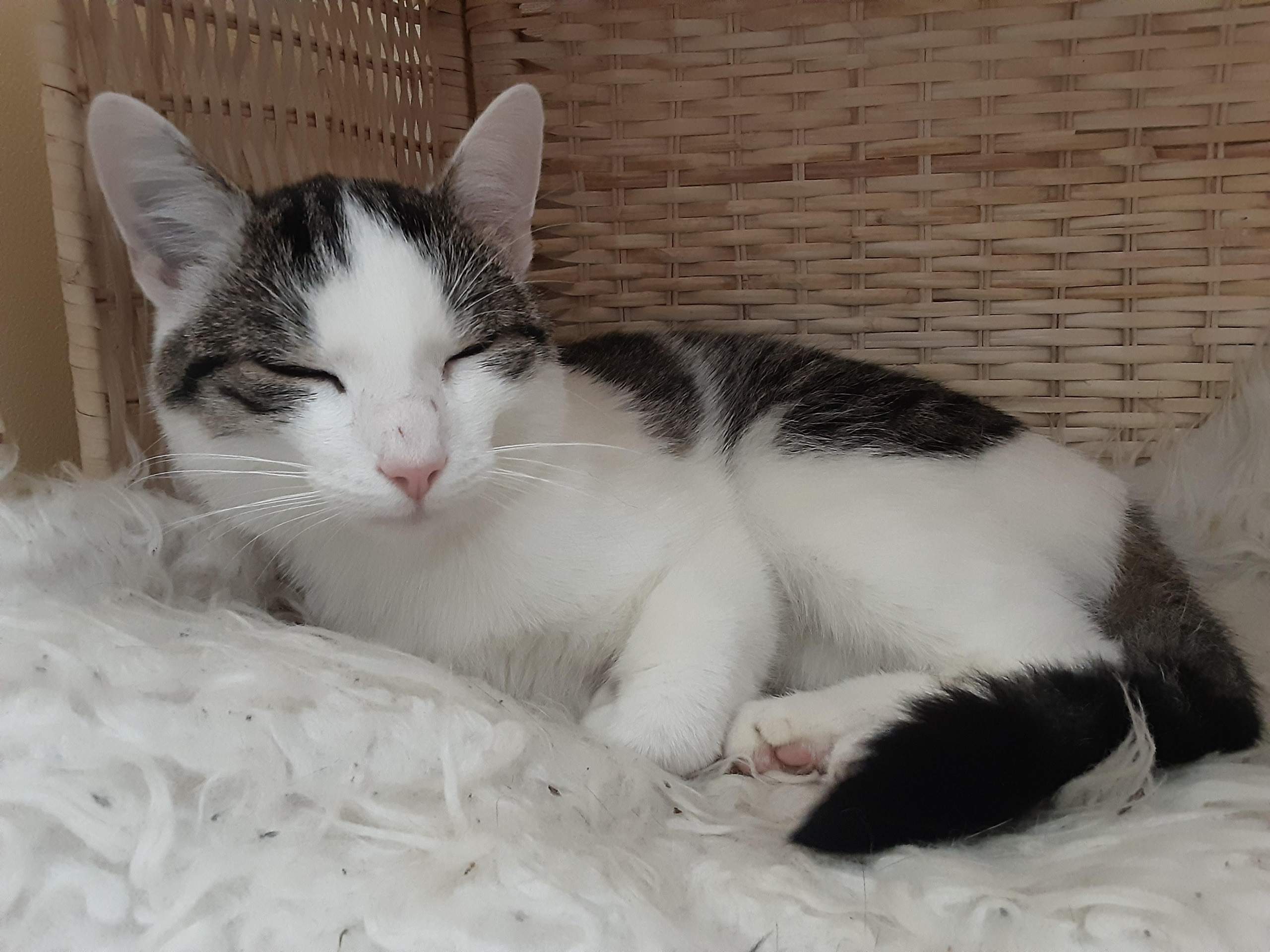 Findet ihr meine Katze süß? (Tiere, Haustiere, Katzenjunges)