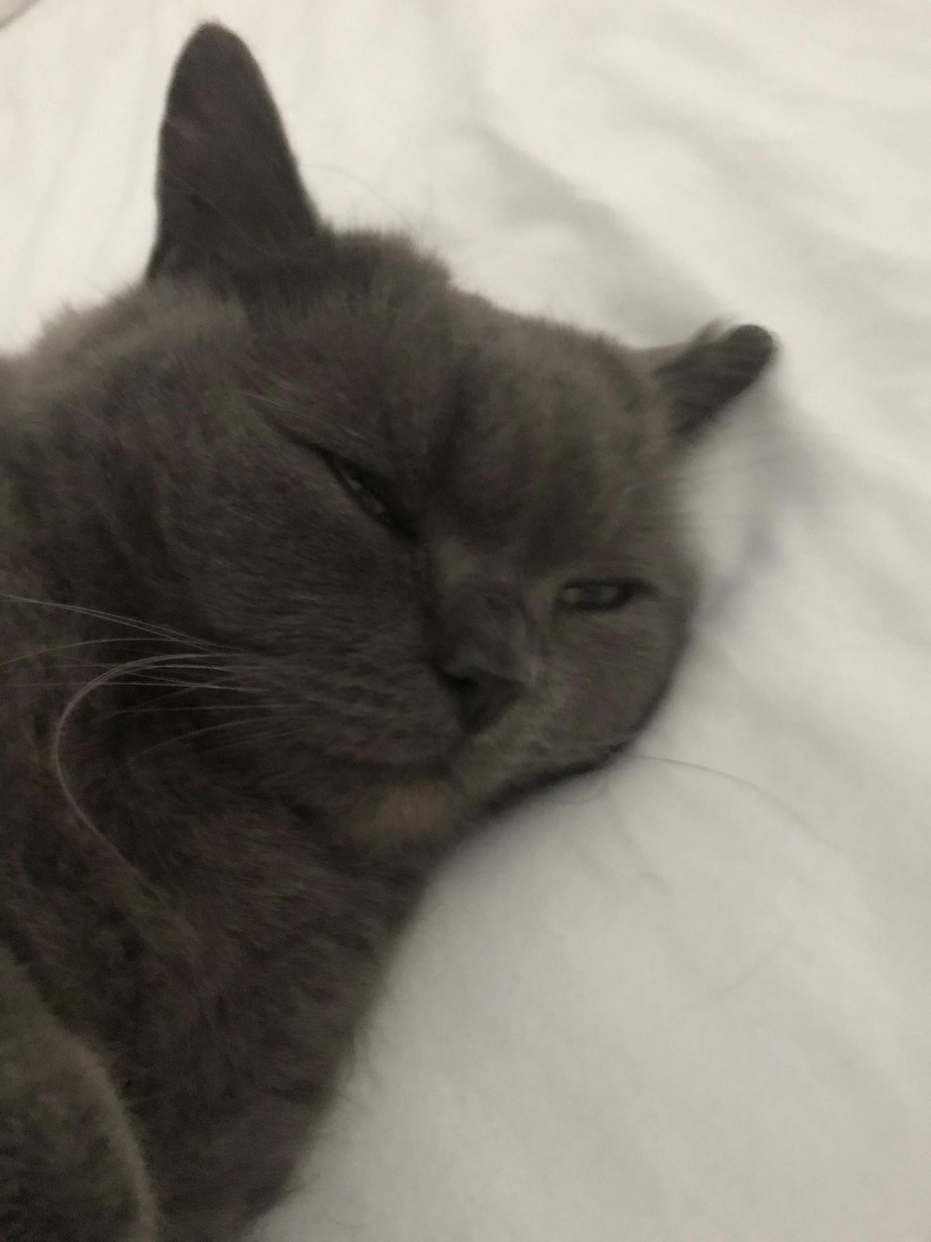 Findet ihr meine Katze Süß? (Name, Meinung, Kater)