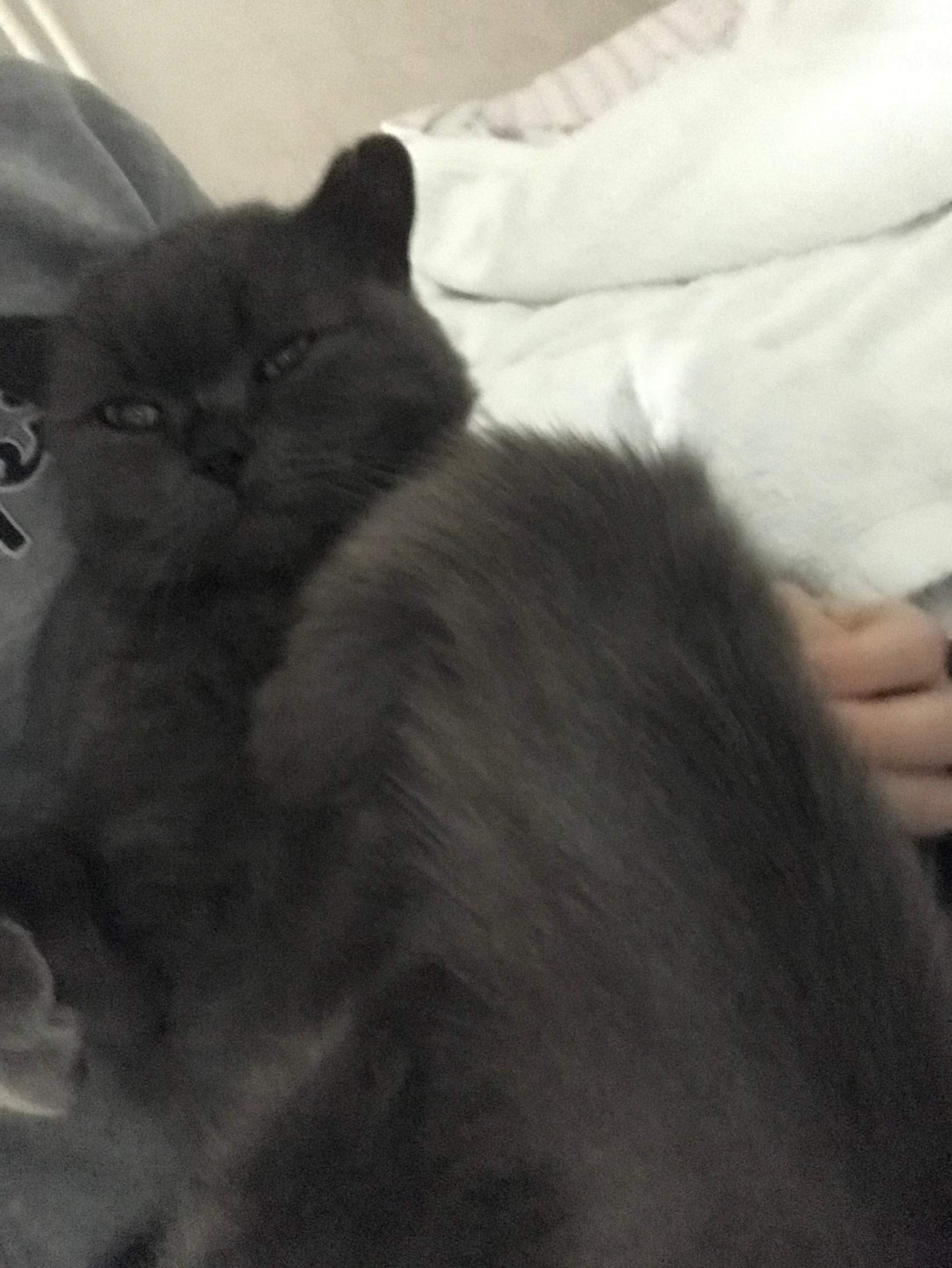 Findet ihr meine Katze Süß? (Name, Meinung, Kater)