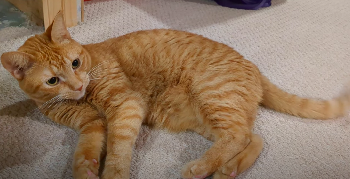 Findet ihr Orange Katzen auch so hässlich? (Hauskatze)