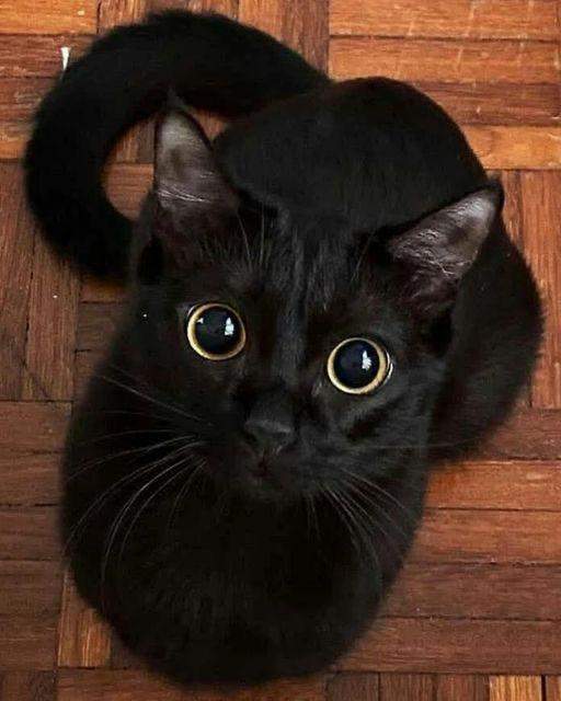 Findet ihr schwarze Katzen süß? (Katze, Kater, Tiermedizin)