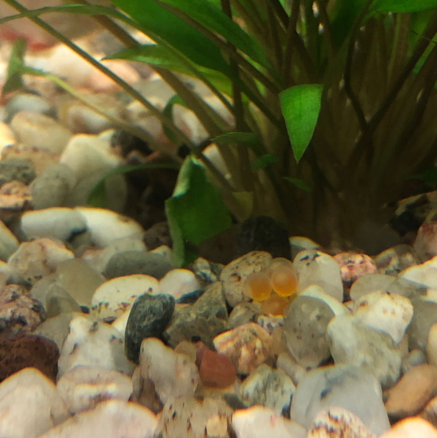 Fisch Eier was tun? (Fische, Aquarium, Welse)