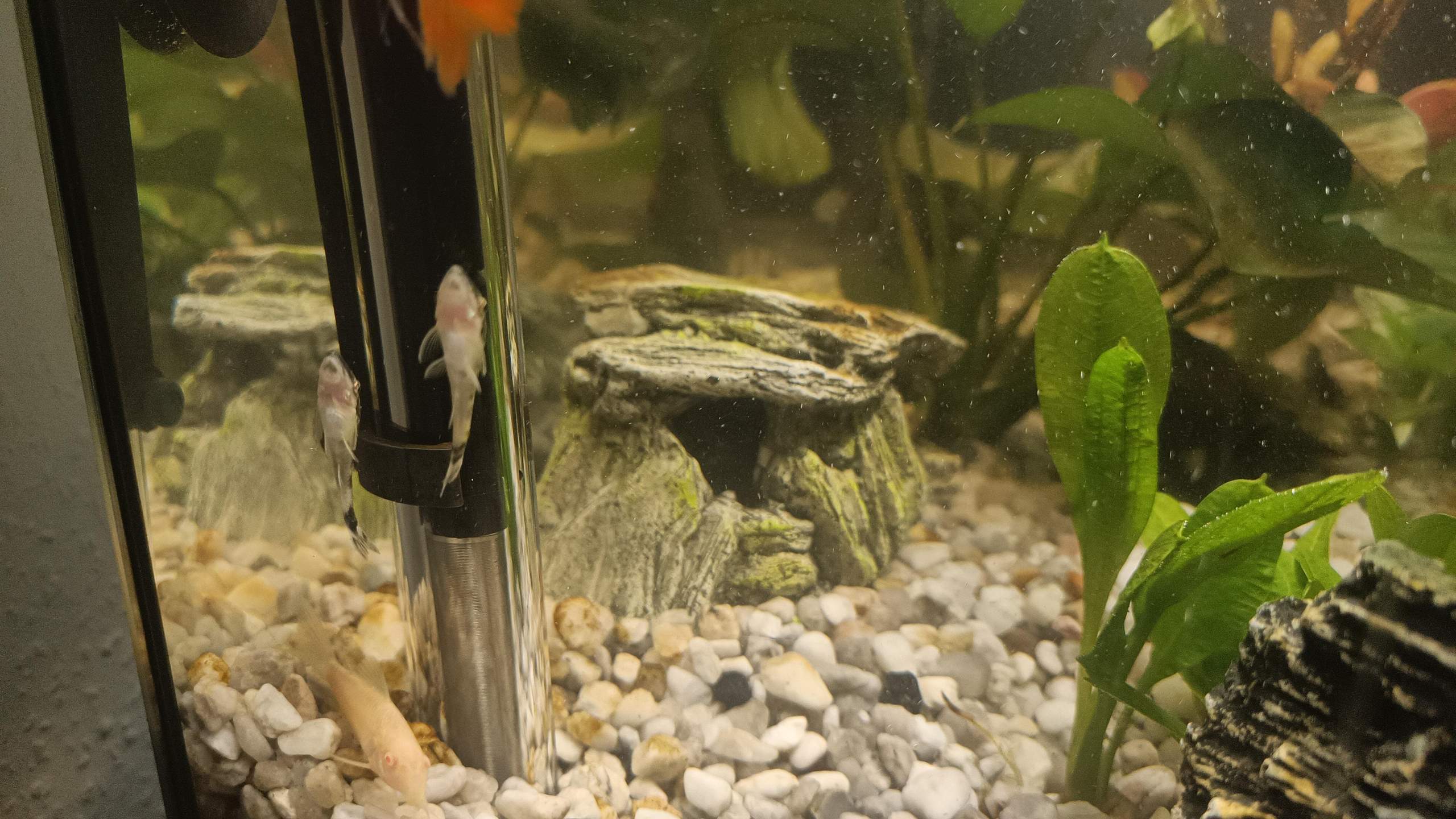 Fische einfach Verschwunden? (Aquarium, Guppy, Süßwasseraquarium)