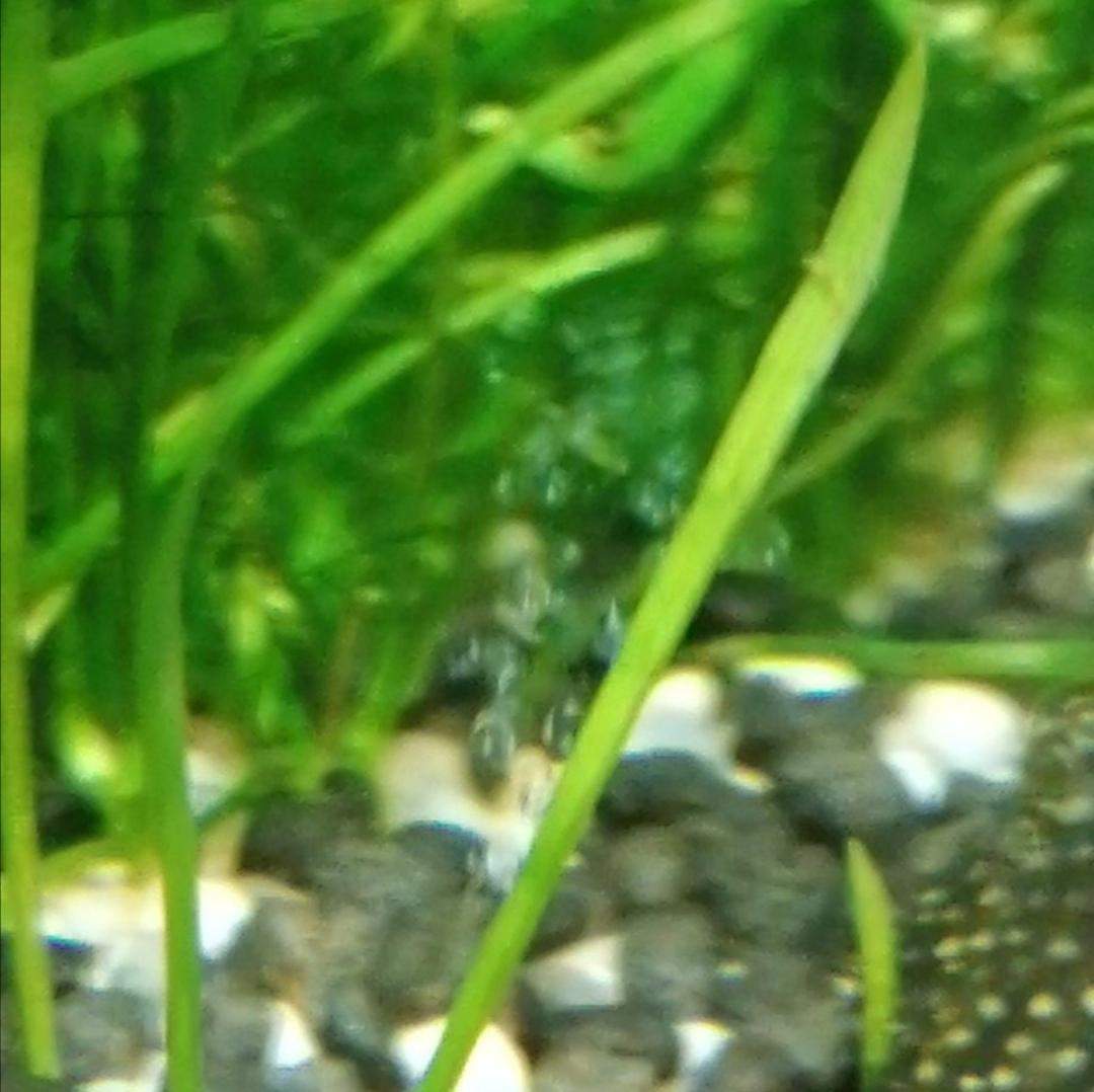 Fischeier entdeckt, was ist zu tun? (Zeit, Aquarium, Vorsorge)