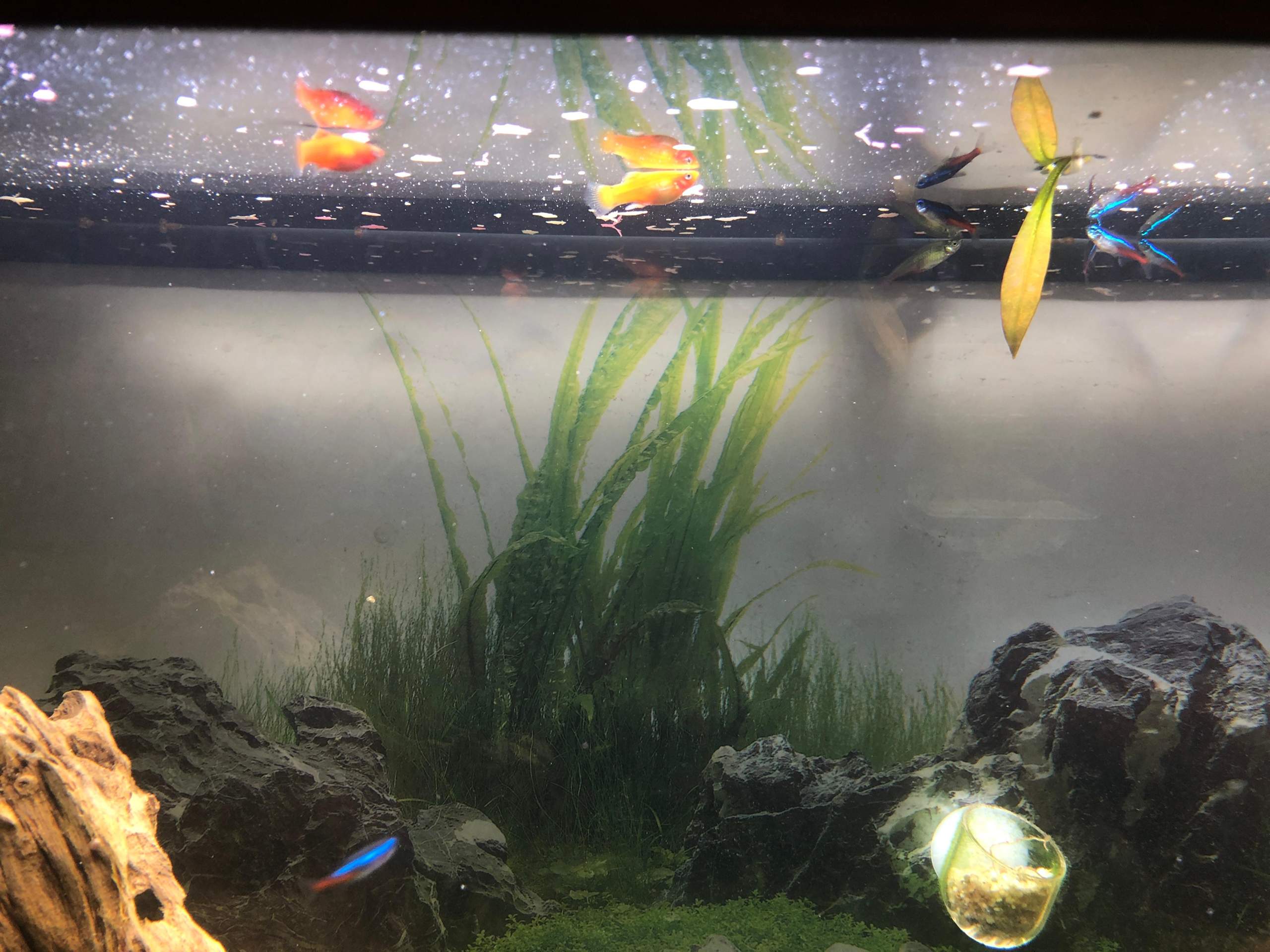 Fische schnappen nach Luft? (Krankheit, Wasser, Aquarium)