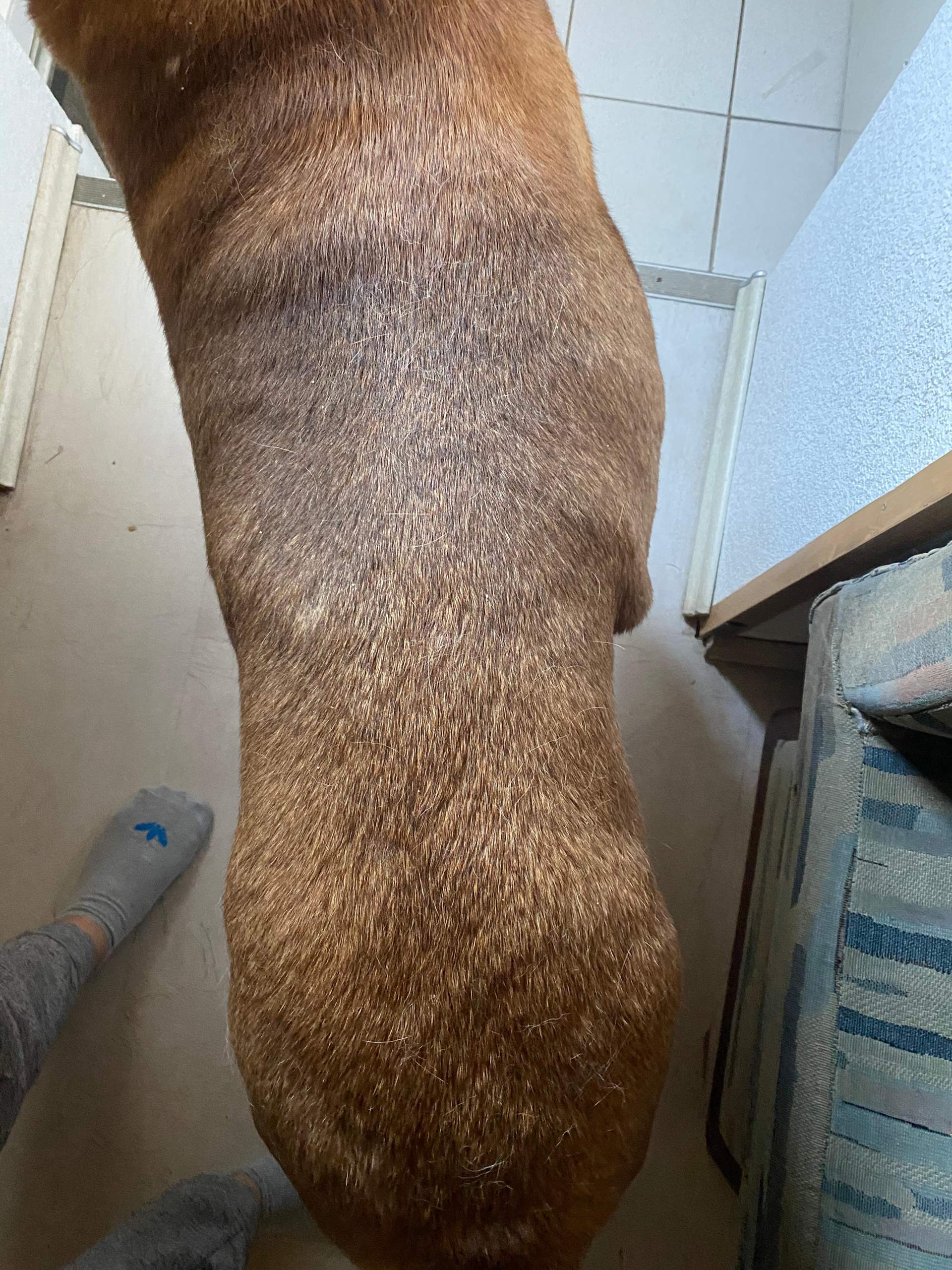 Flanken eingefallen beim hund? (Tierarzt)