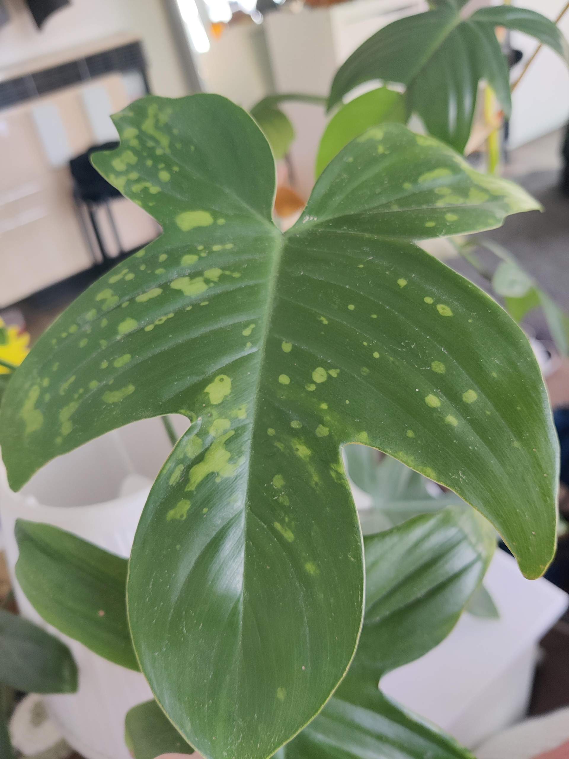 Flecken auf Philodendron Florida, woher kommen sie? (Pflanzen ...