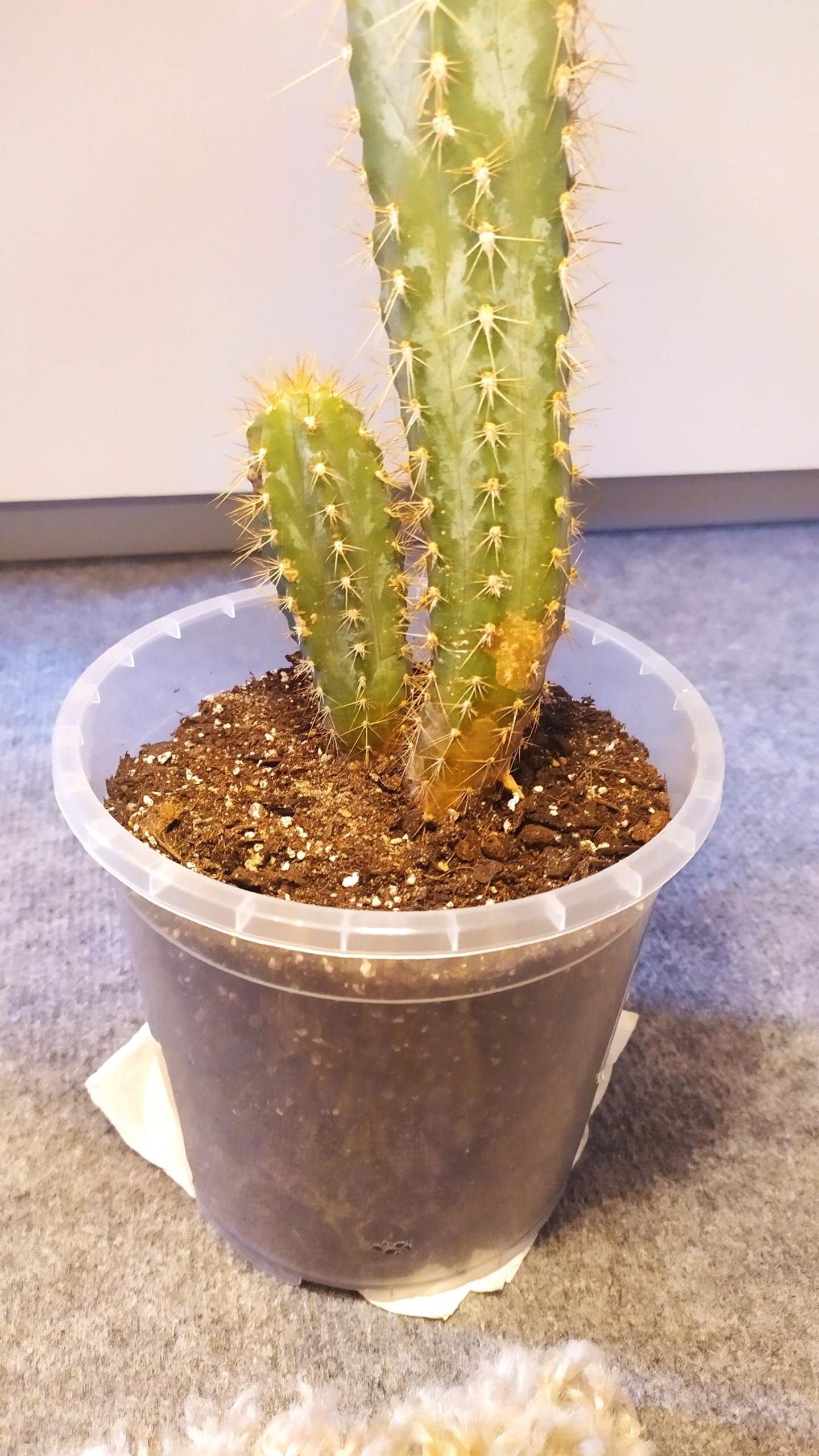 Kaktus Helle Flecken
