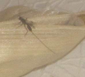Fliege langer Stachel (Tiere, Biologie, Insekten)