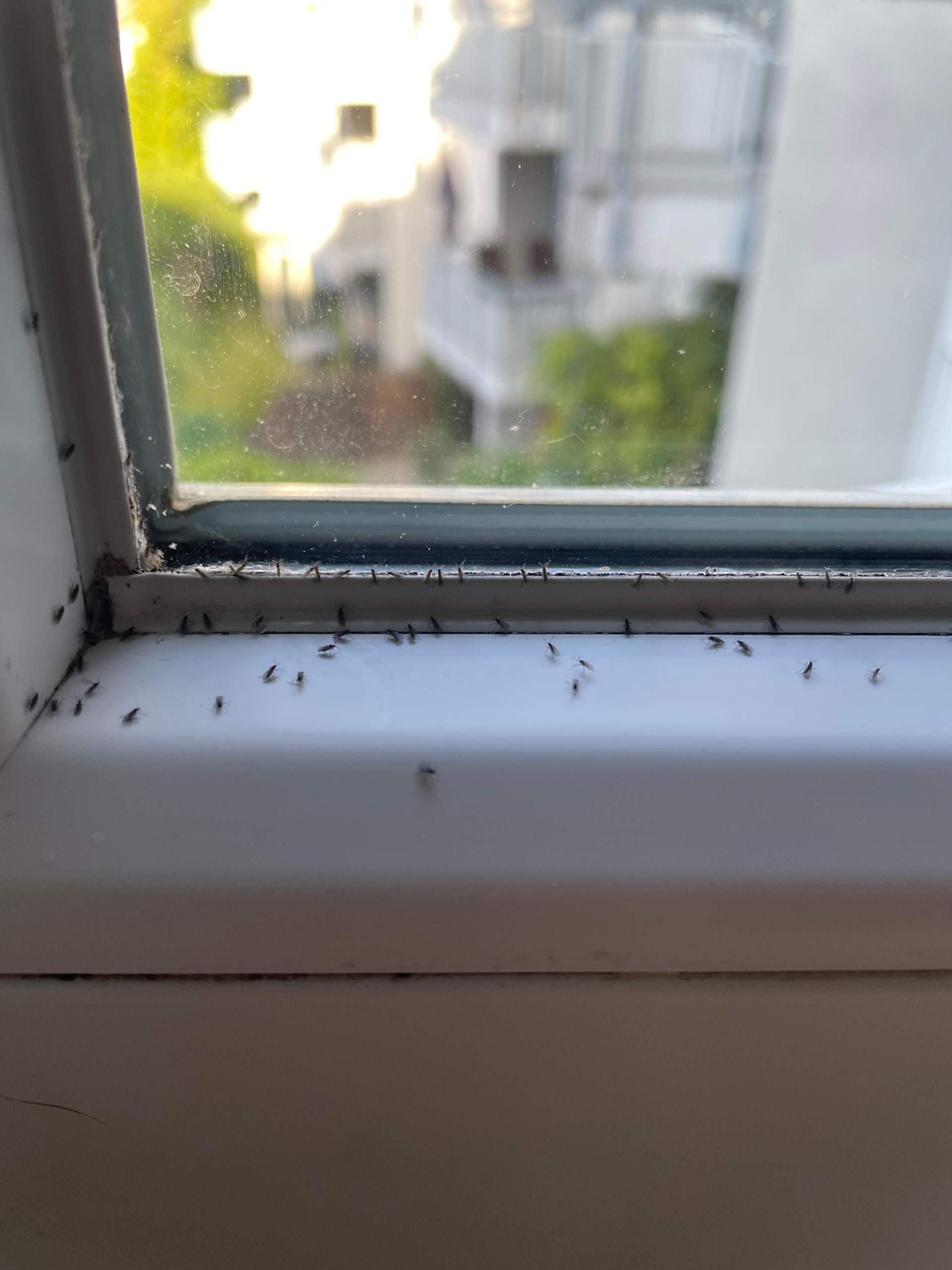 Wunderschoene Fliegenplage In Der Wohnung Bilder