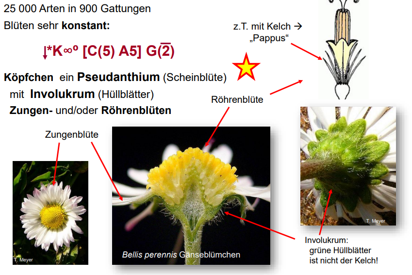 Frage zum Gänseblümchen (Botanik)? (Biologie, Pflanzen, Garten)