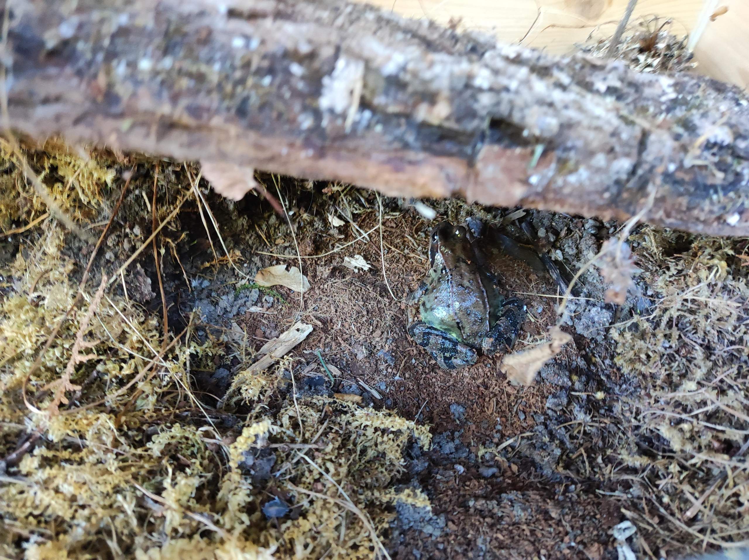 Frosch aus Gulli gerettet, ist es noch zu kalt? (Tiere, Klima, Wildtiere)