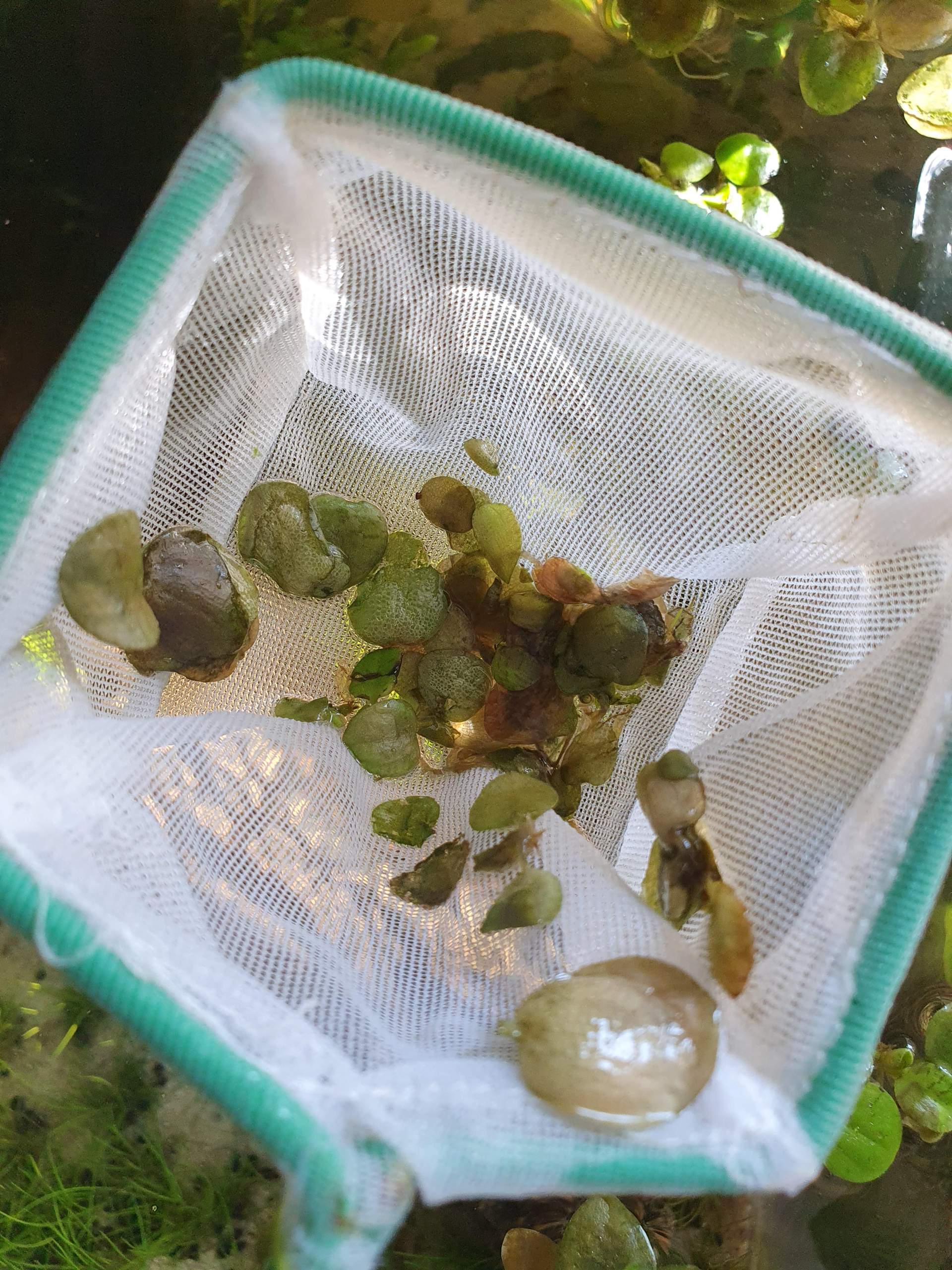 Was Ist Ein Froschbiss