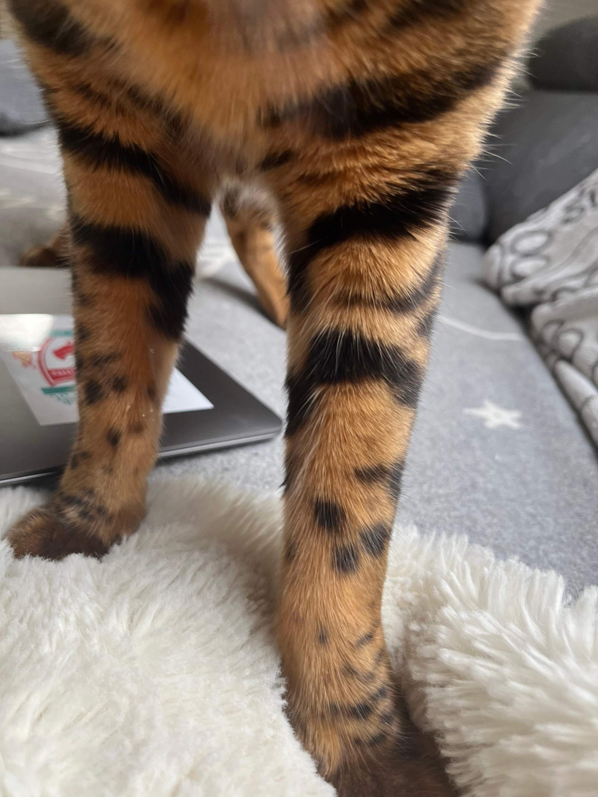 Für was sind diese Haare von meiner Katze? (Katzenhaare, Bengalkatze)