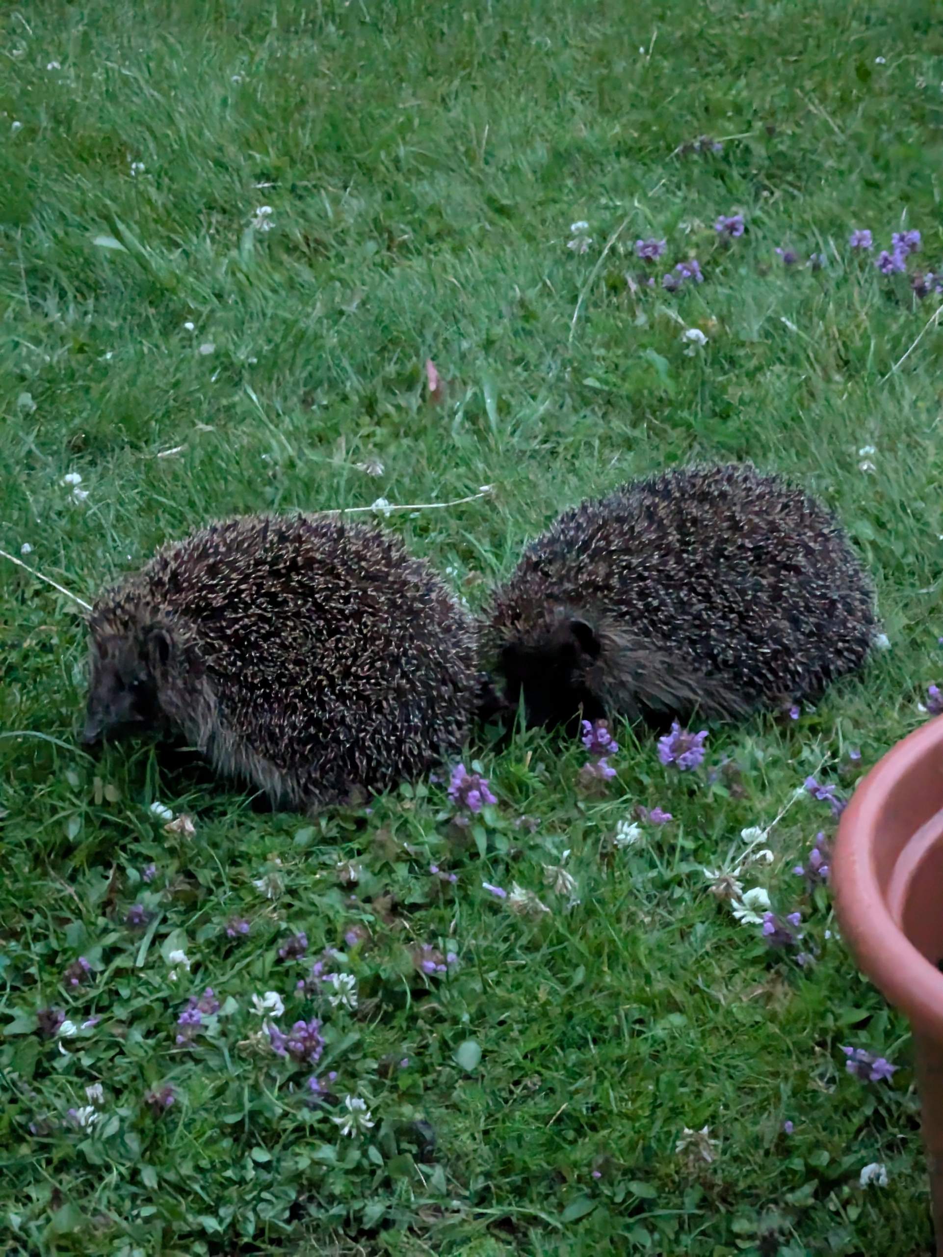 Igel Im Garten Hund