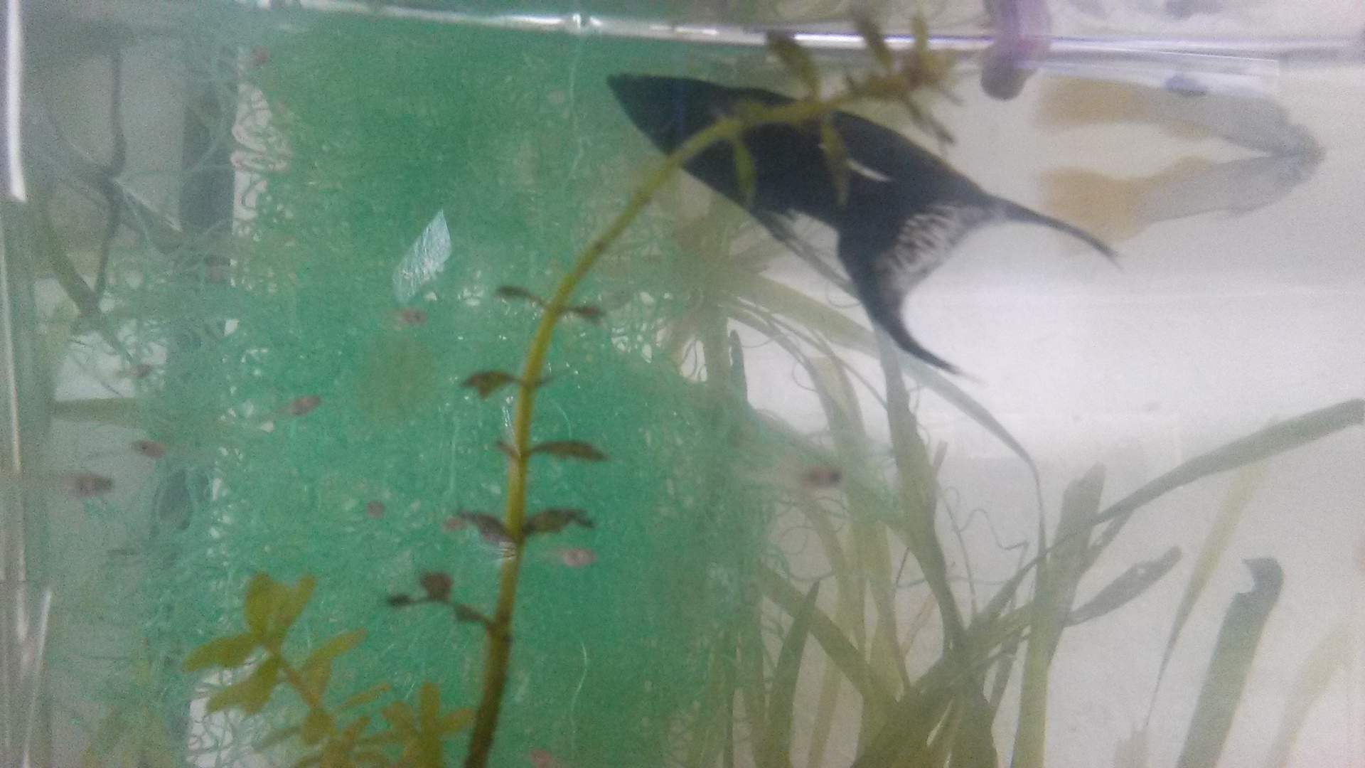 Gabelmollys - Geschlecht, Merkmale (Fische, Aquaristik, Molly)