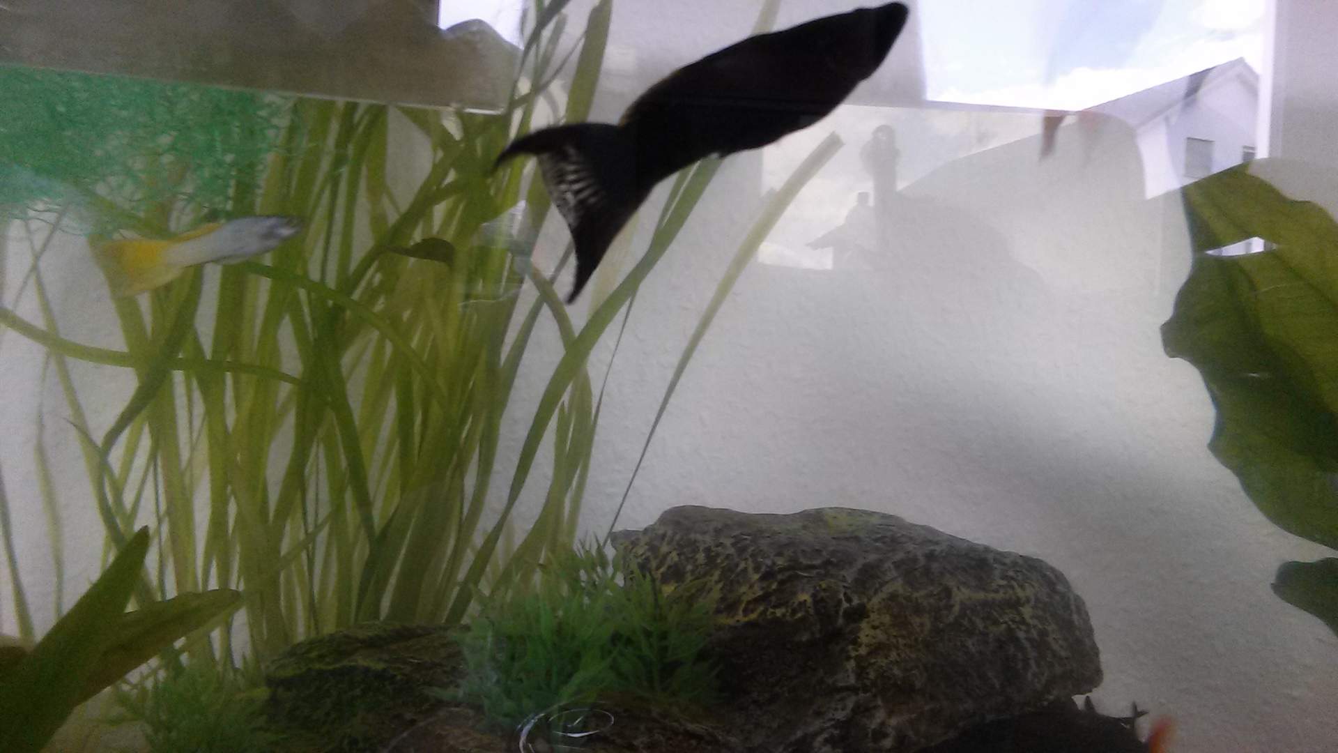 Gabelmollys - Geschlecht, Merkmale (Fische, Aquaristik, Molly)