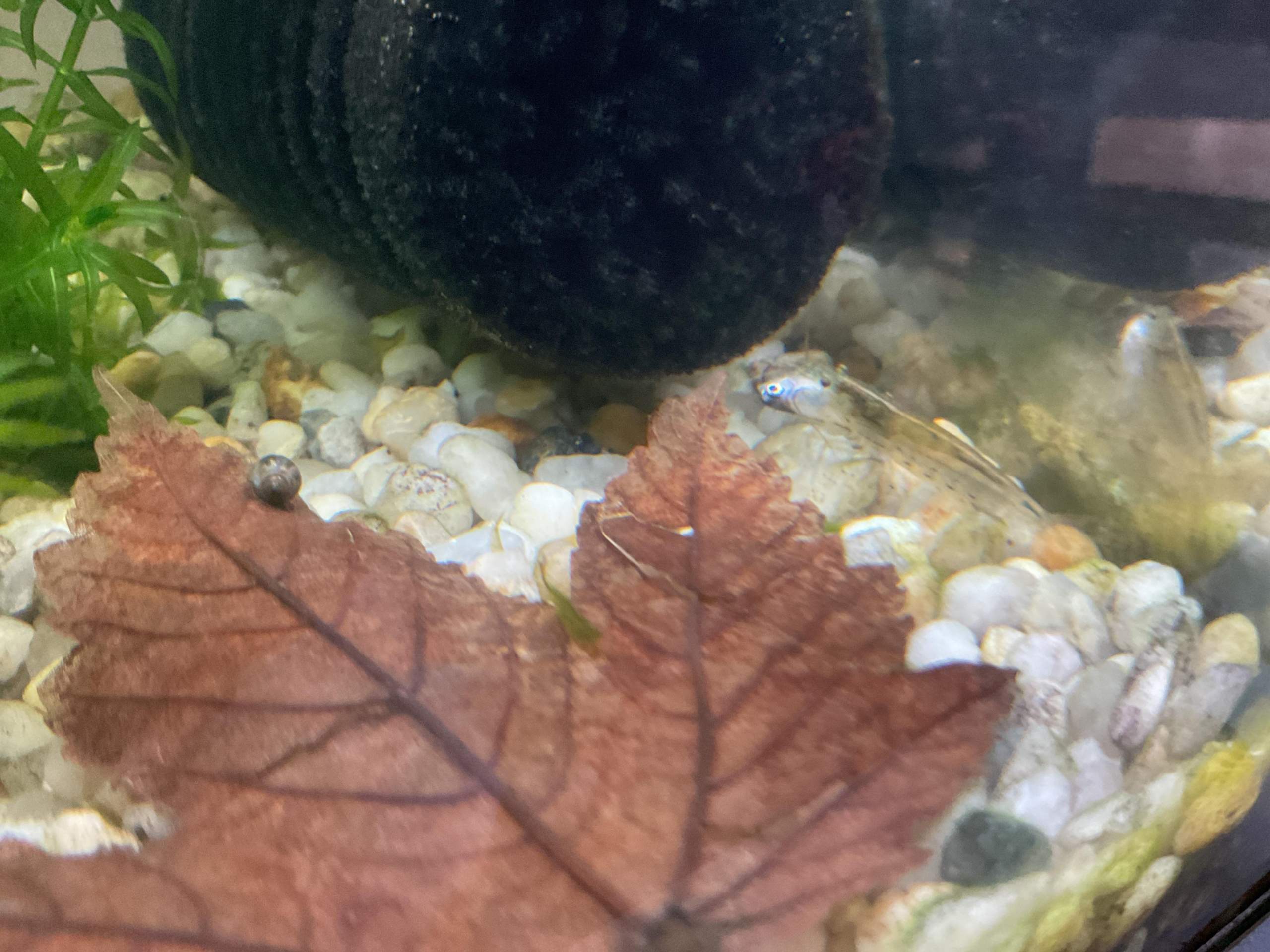 Garnele isst Fisch? (Wasser, Aquarium, Aquariumfische)