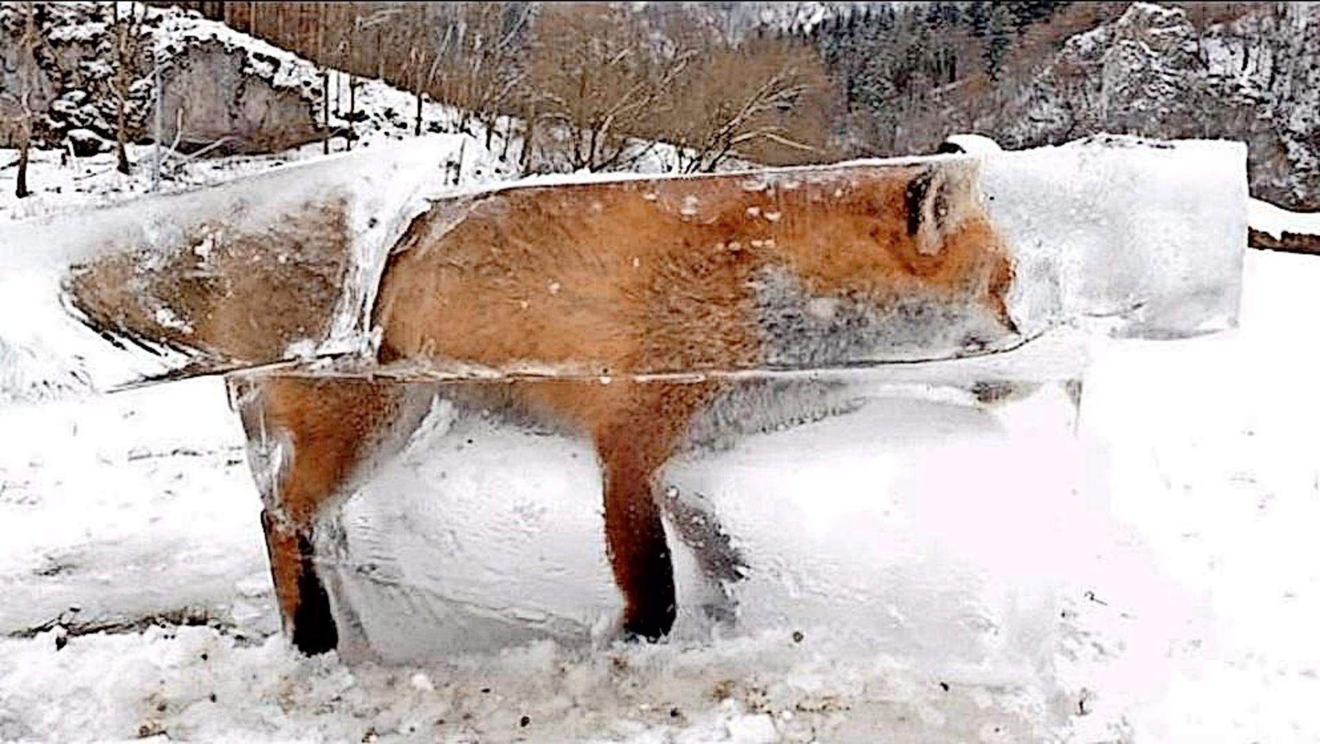 Gefrorener Fuchs? (Tiere, Wildtiere)