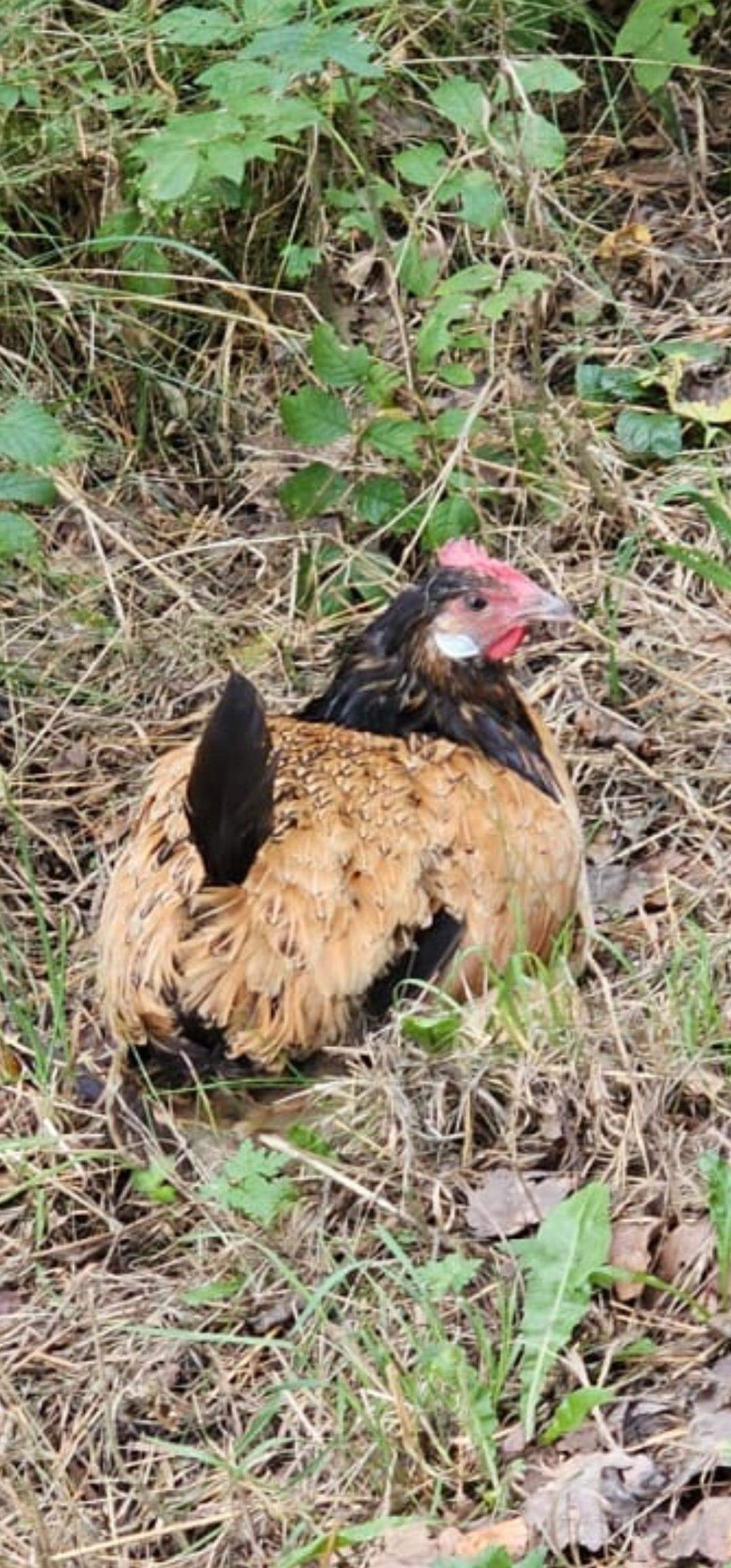 Gefundenes Huhn legt plötzlich doch Eier? (Haustiere, Tierarzt ...