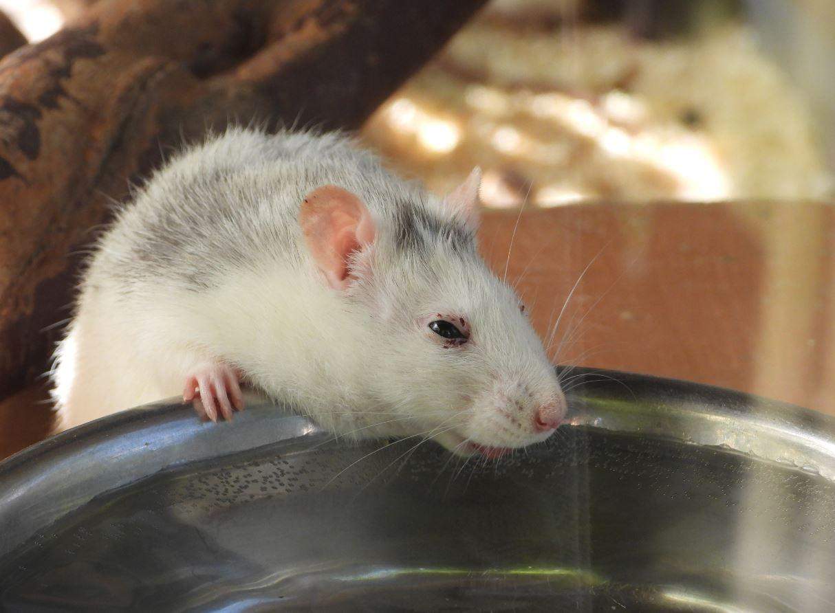Geht es dieser Farbratte gut oder hat die eine Krankheit wegen den ...